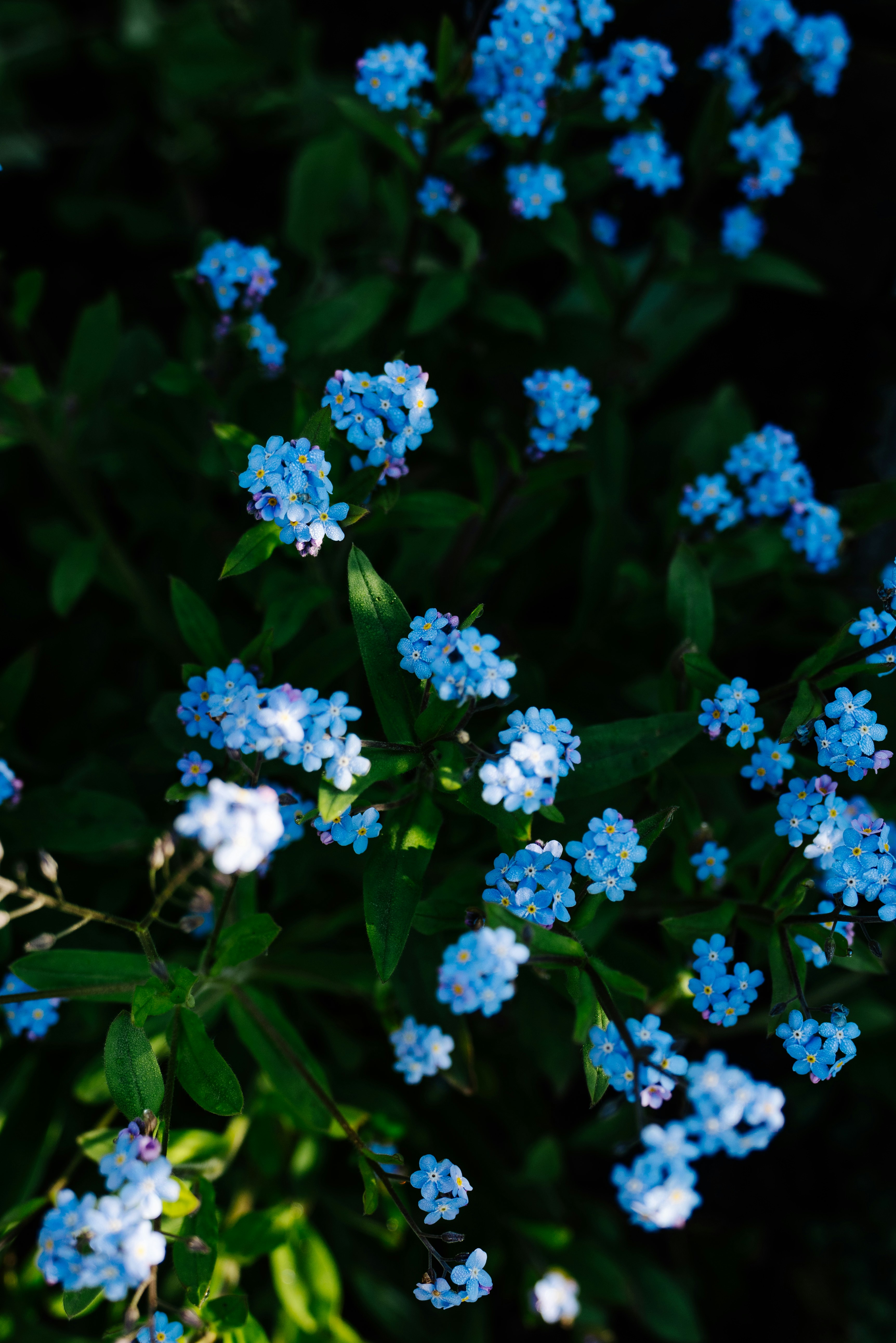 Blue forget-me-nots bloom among vibrant green leaves. photo – Free ...