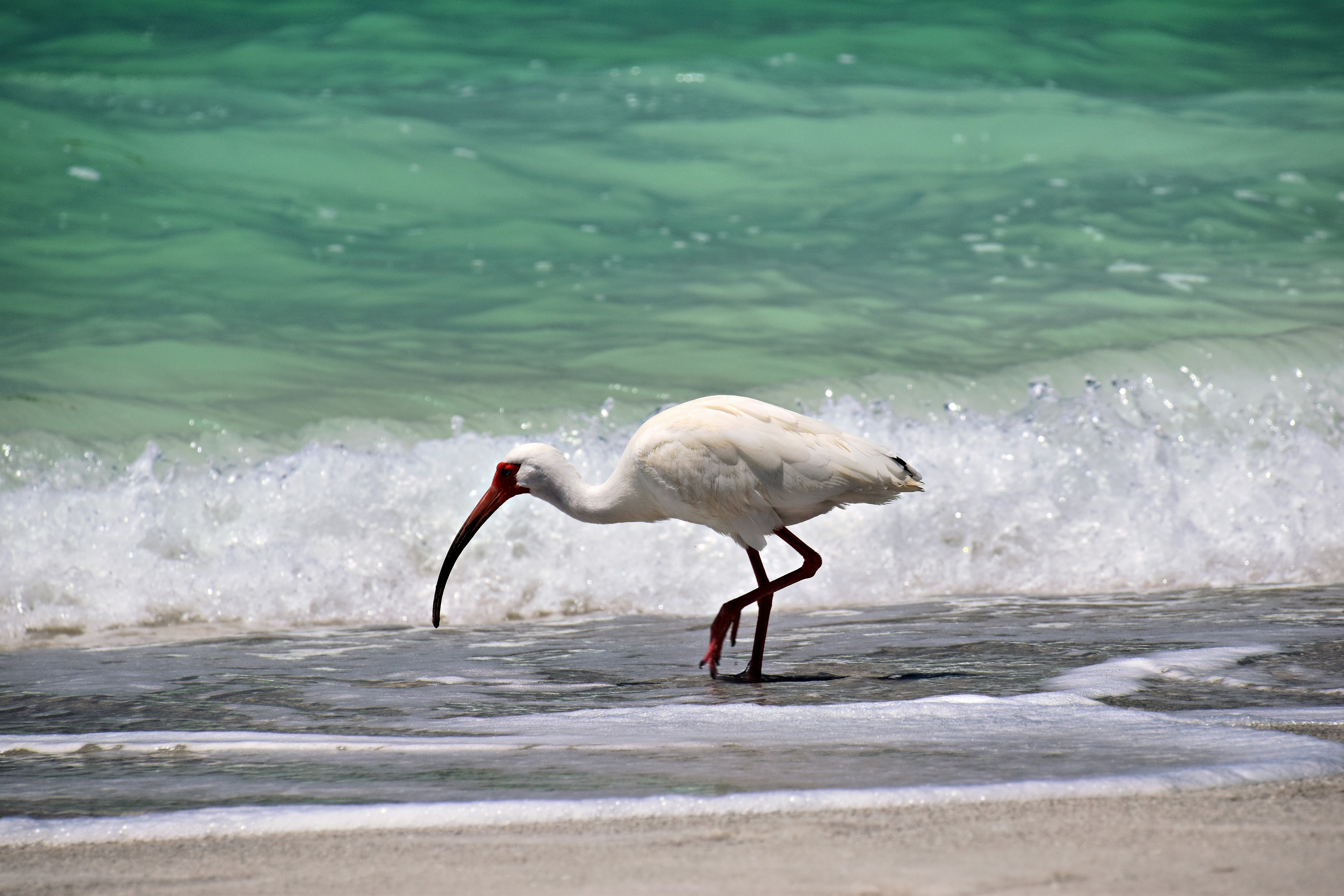 Photo by Jeffrey Eisen with Nikon D5600