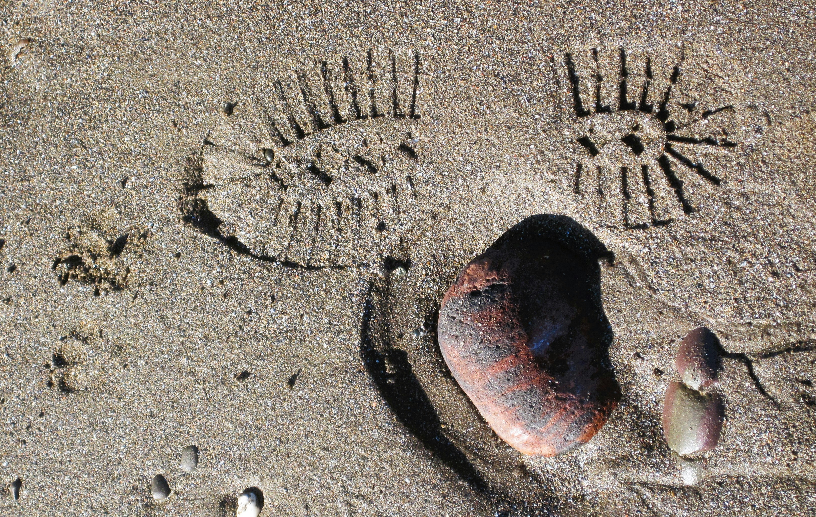 Footprints and shells are pressed into the sand. photo – Free Beach ...