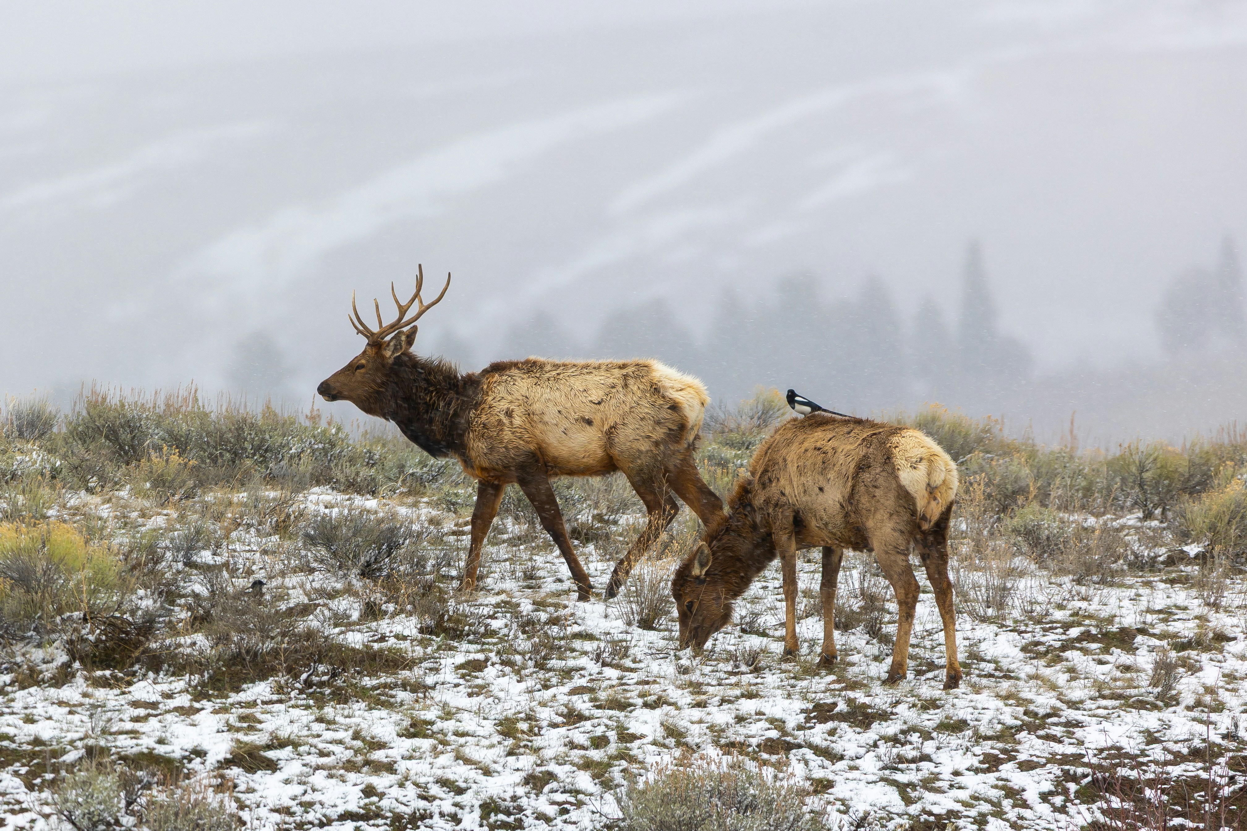 Two elk graze in a snowy, misty landscape. photo – Free Winter Image on ...