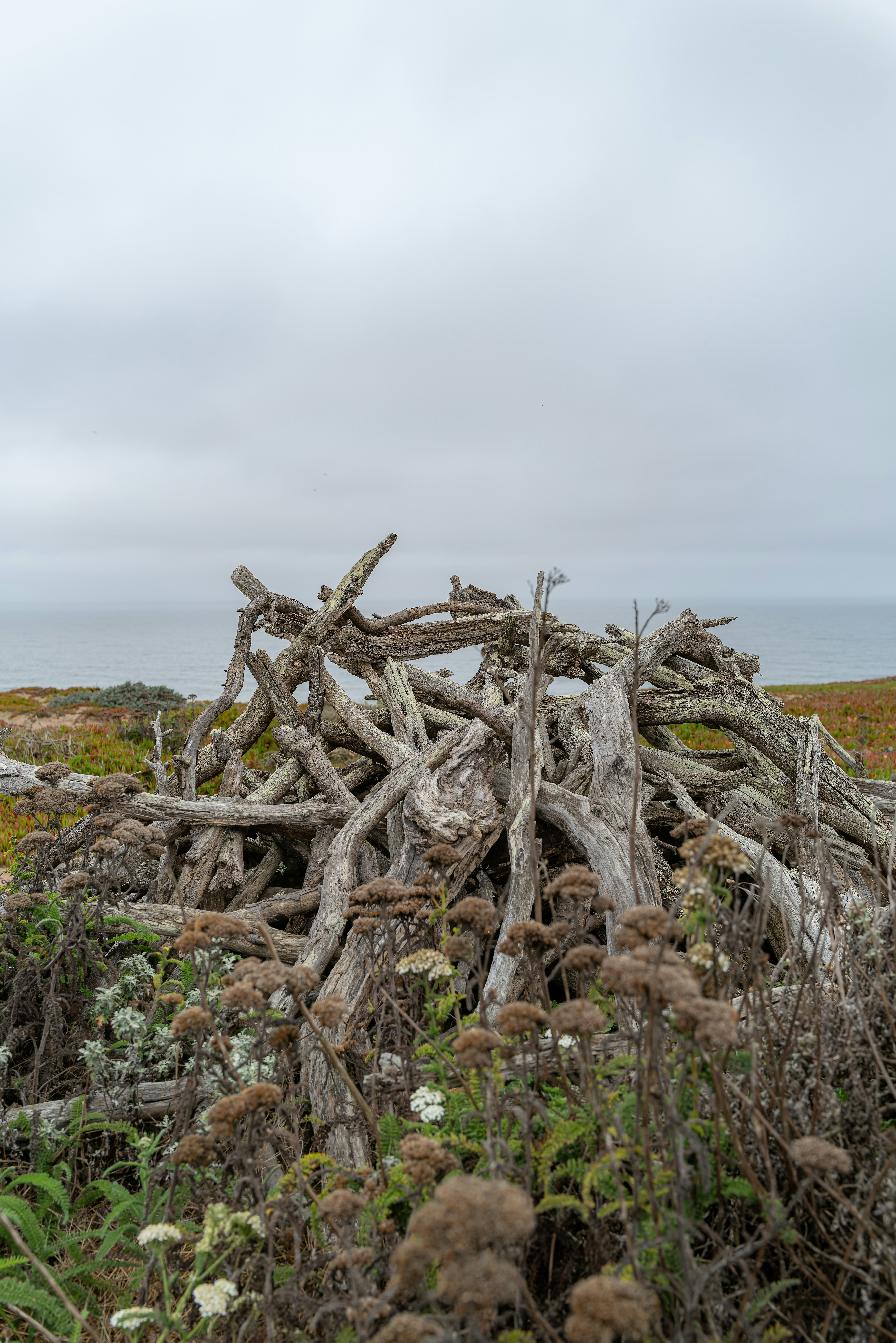 Driftwood Citadel: Weathered Trunks Framing a Coastal Horizon