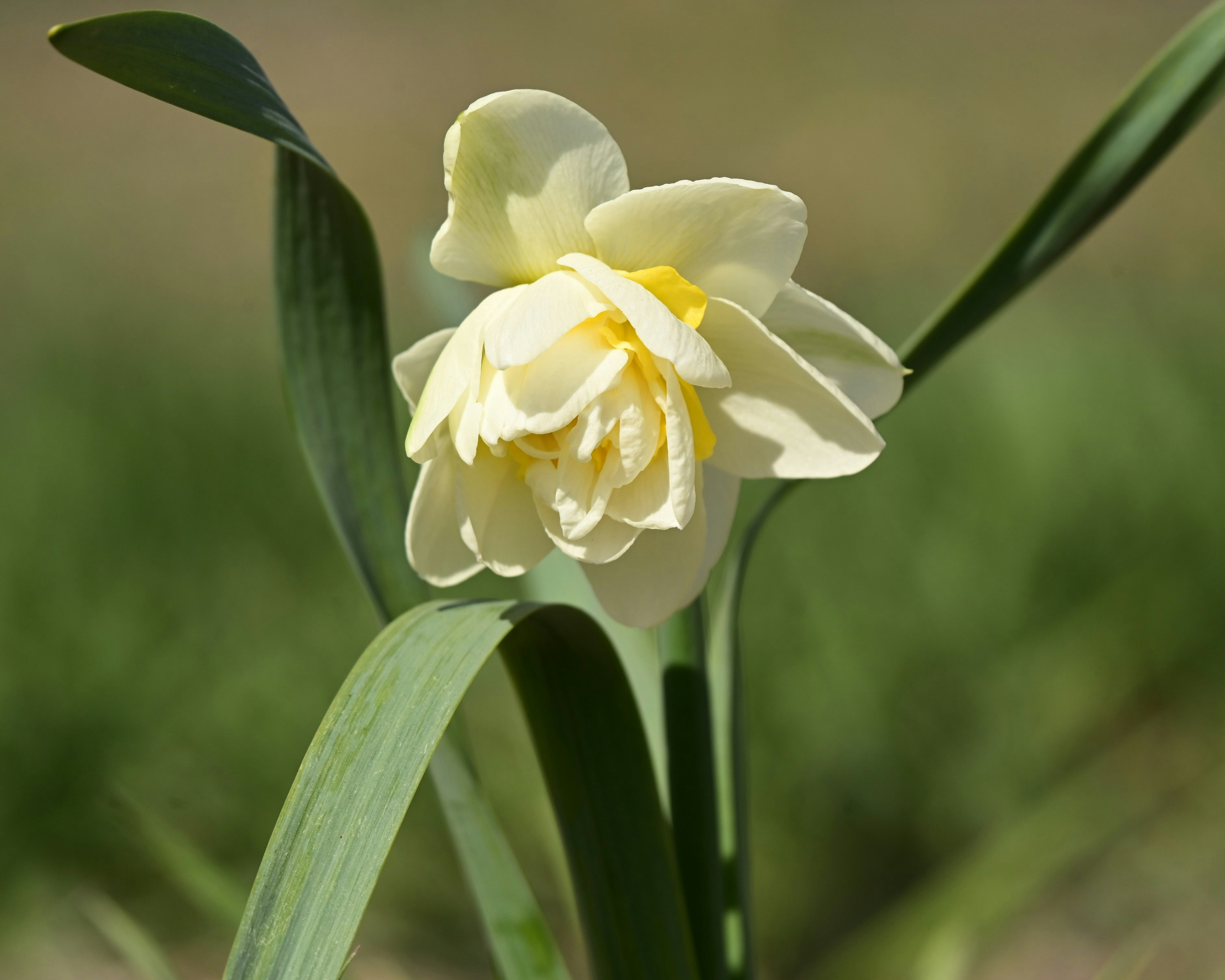 Quiet Bloom in Morning Light: A Cream Daffodil