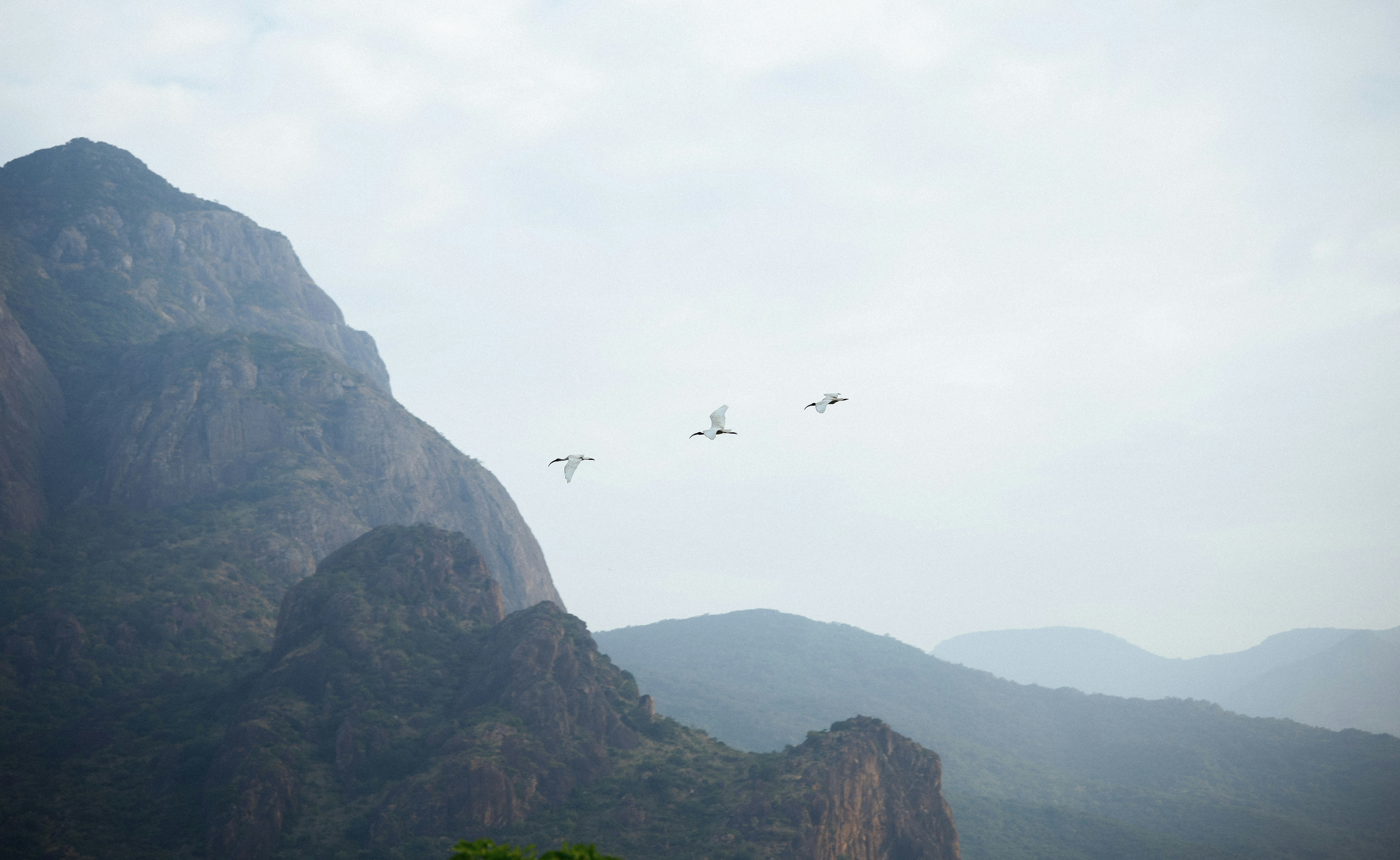 Birds fly over a majestic mountain range. photo – Free Wallpaper 4k ...