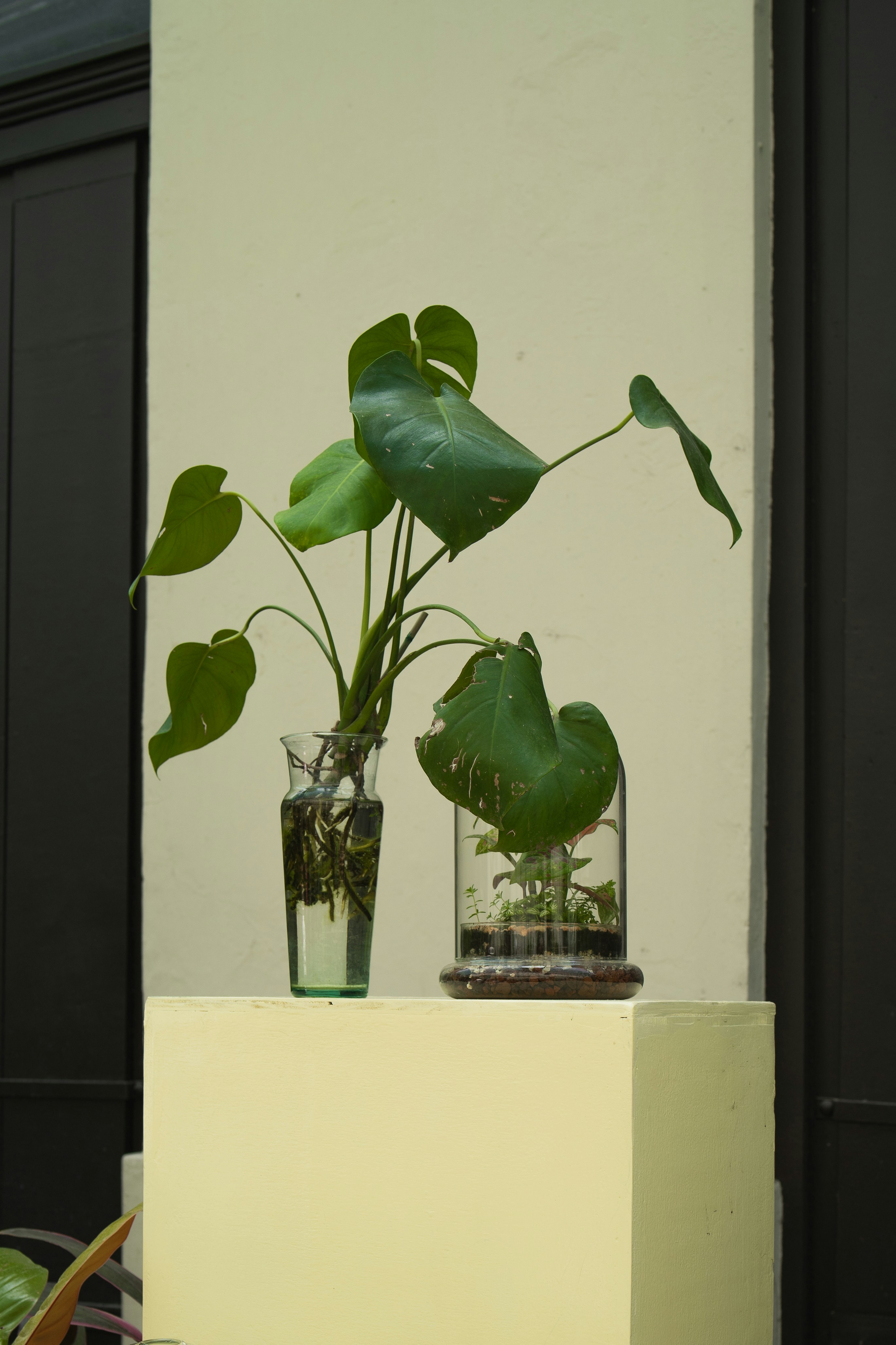 Green Monstera Duo on a Pedestal