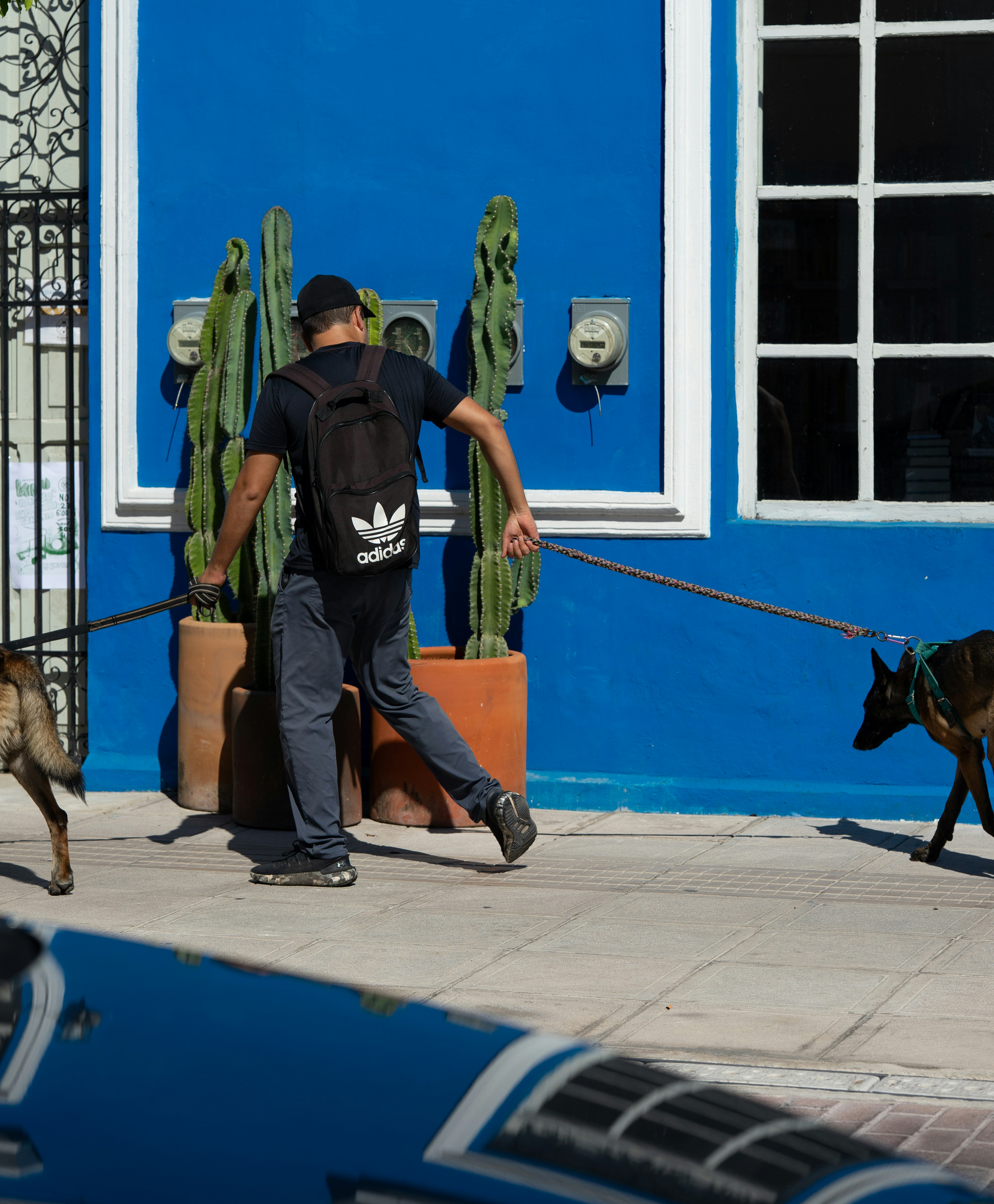 Two Leashes, One Neon Blue Wall: A City Stroll by Cactus Pots