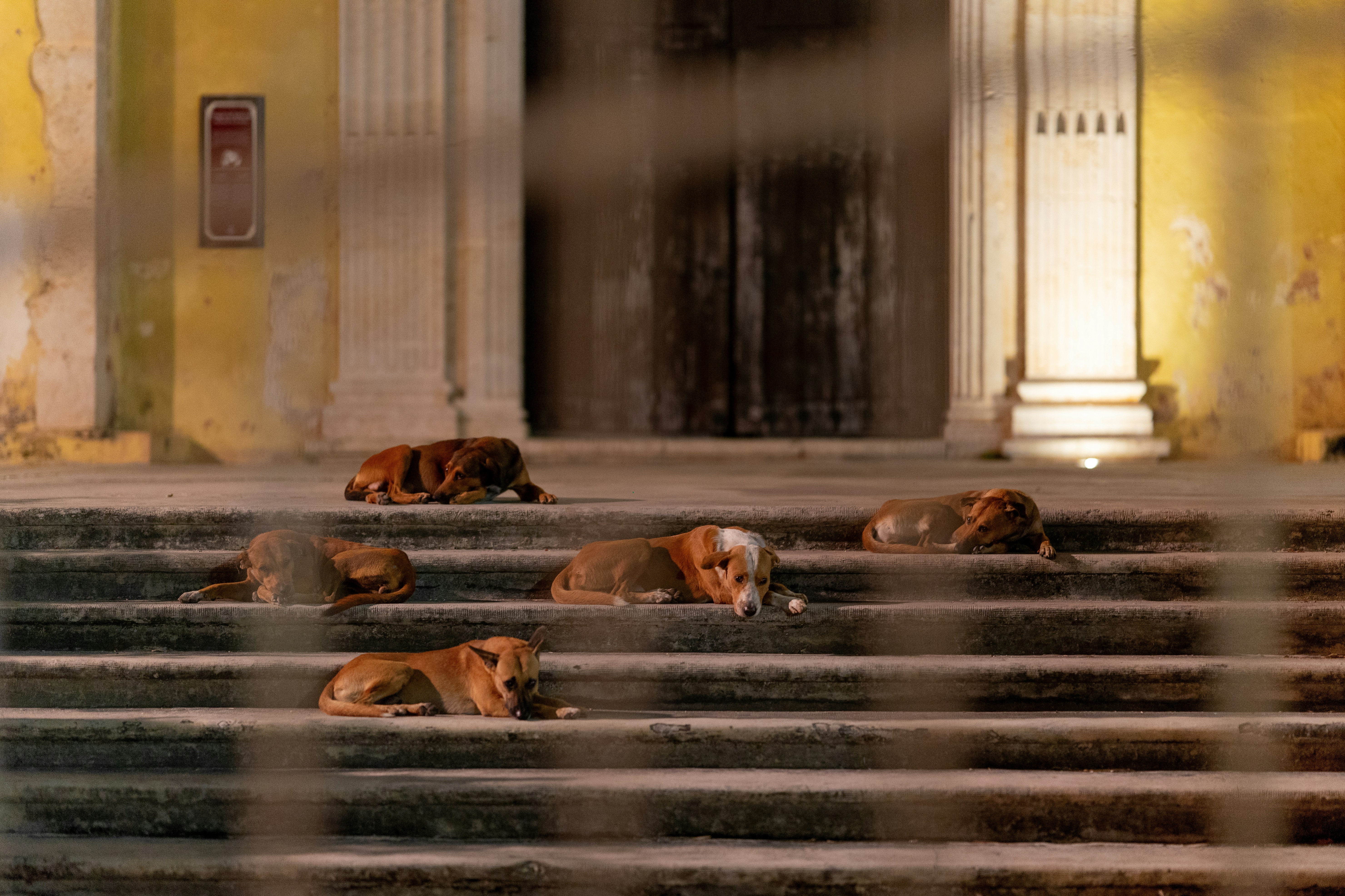 Midnight Respite on the Steps: A Pack Resting Under Warm Lamps