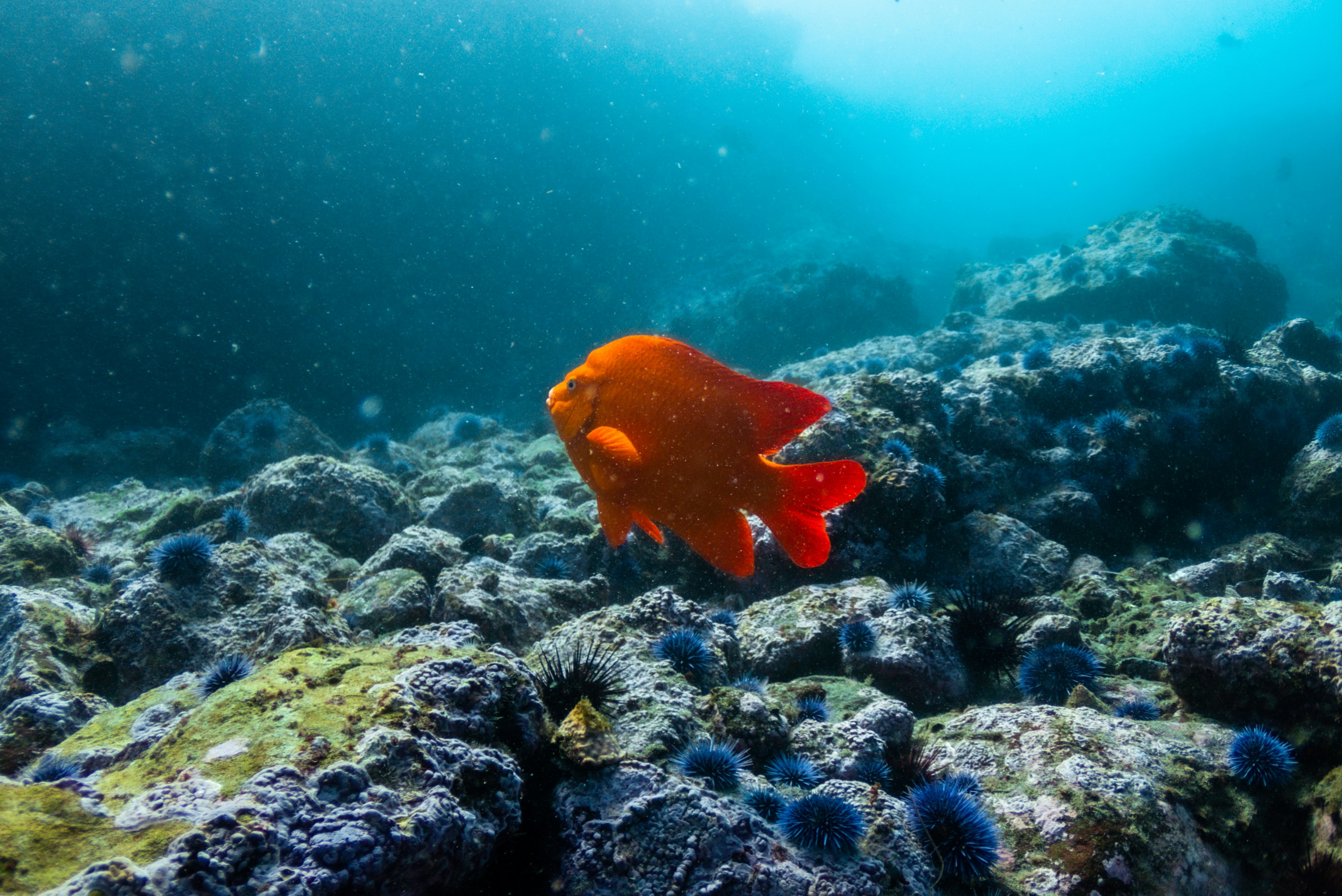 Underwater photograph of a bright orange reef fish gliding over a rocky coral reef in sunlit blue water.