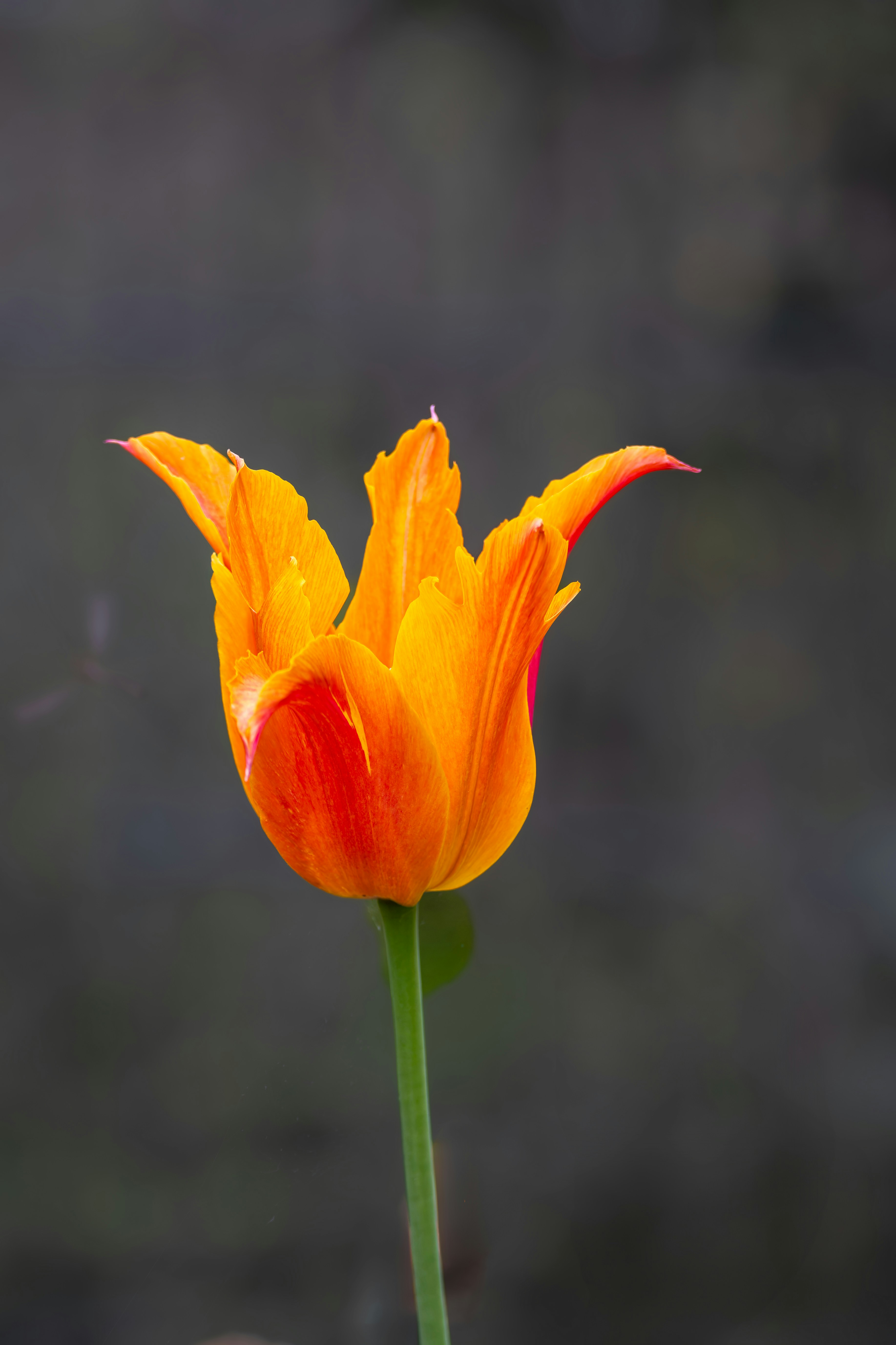 A vibrant orange tulip stands tall on its stem. photo – Free Wallpaper ...