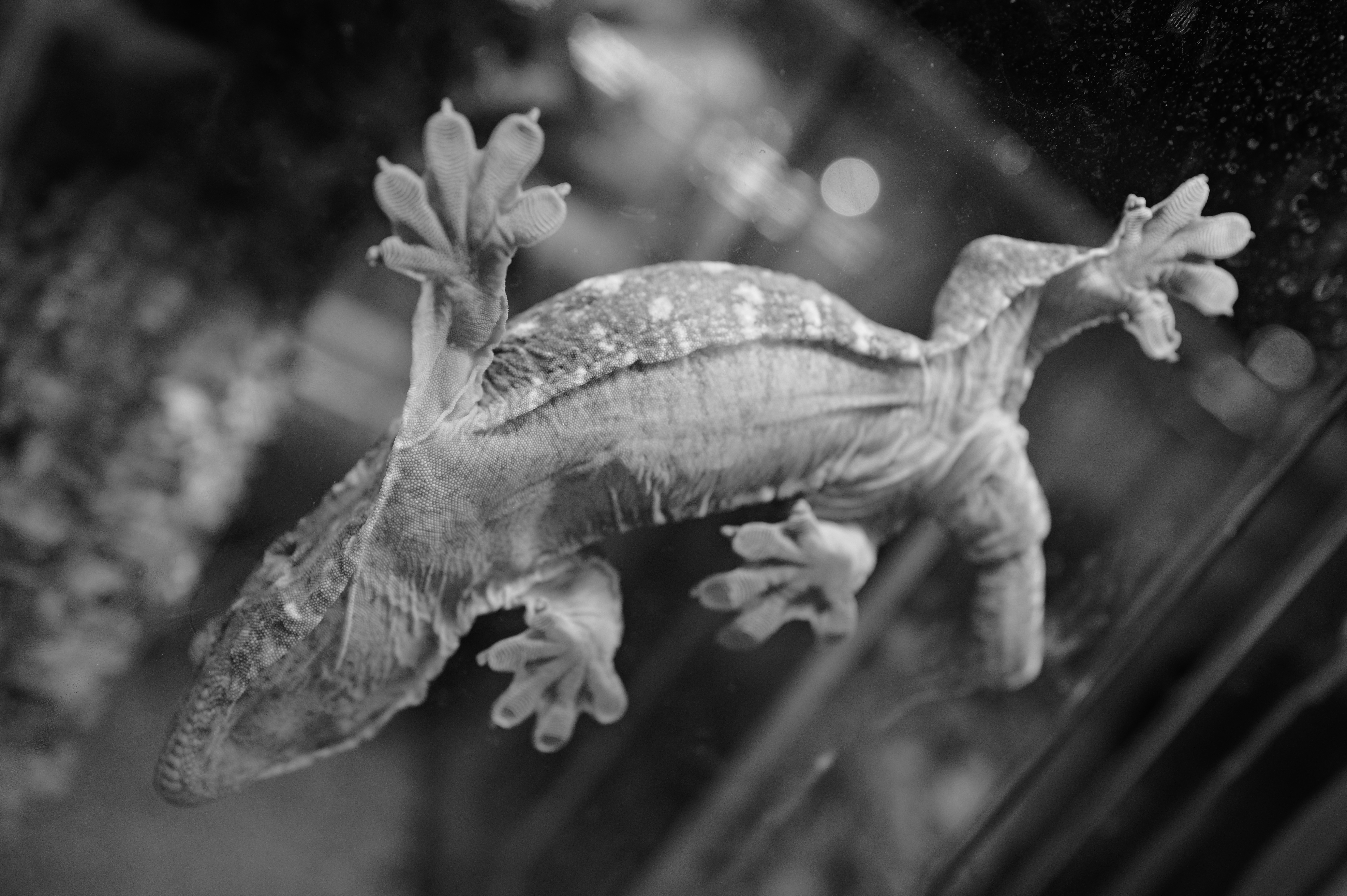 A gecko clinging upside down.