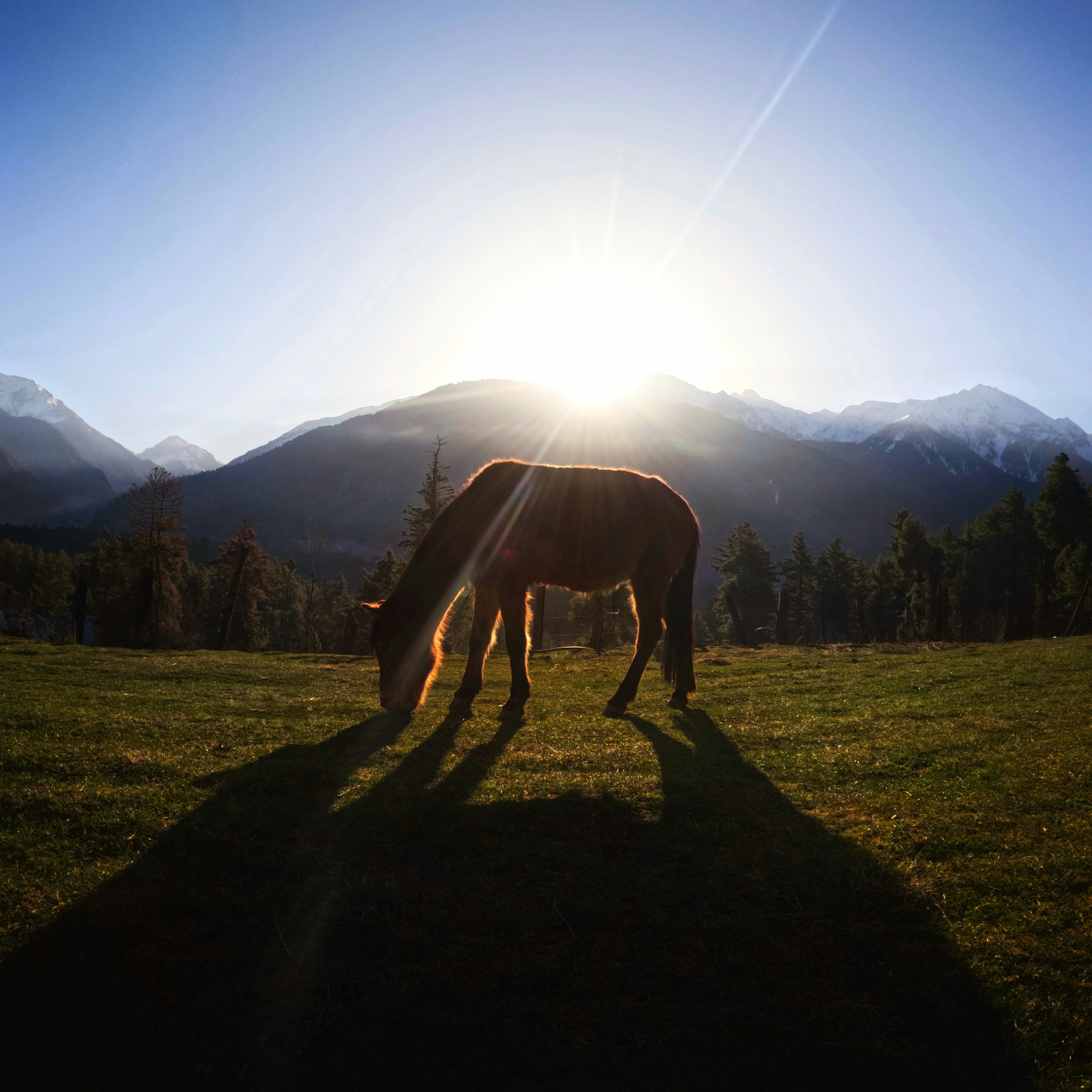 Silhouette at Dusk: A Gentle Grazing Moment Against Alpine Backdrop