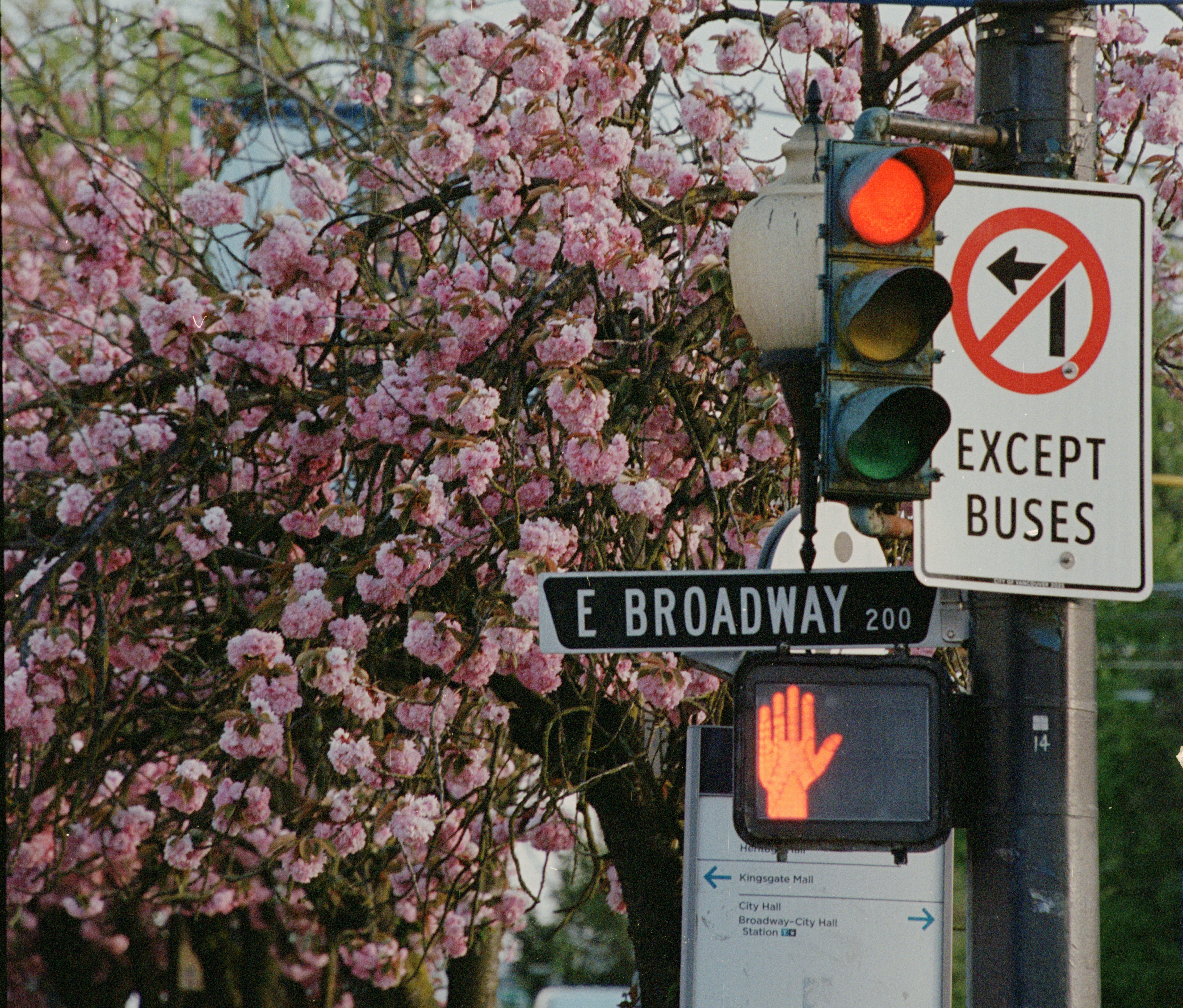 Cherry blossoms and street signs in spring. photo – Free Image on Unsplash