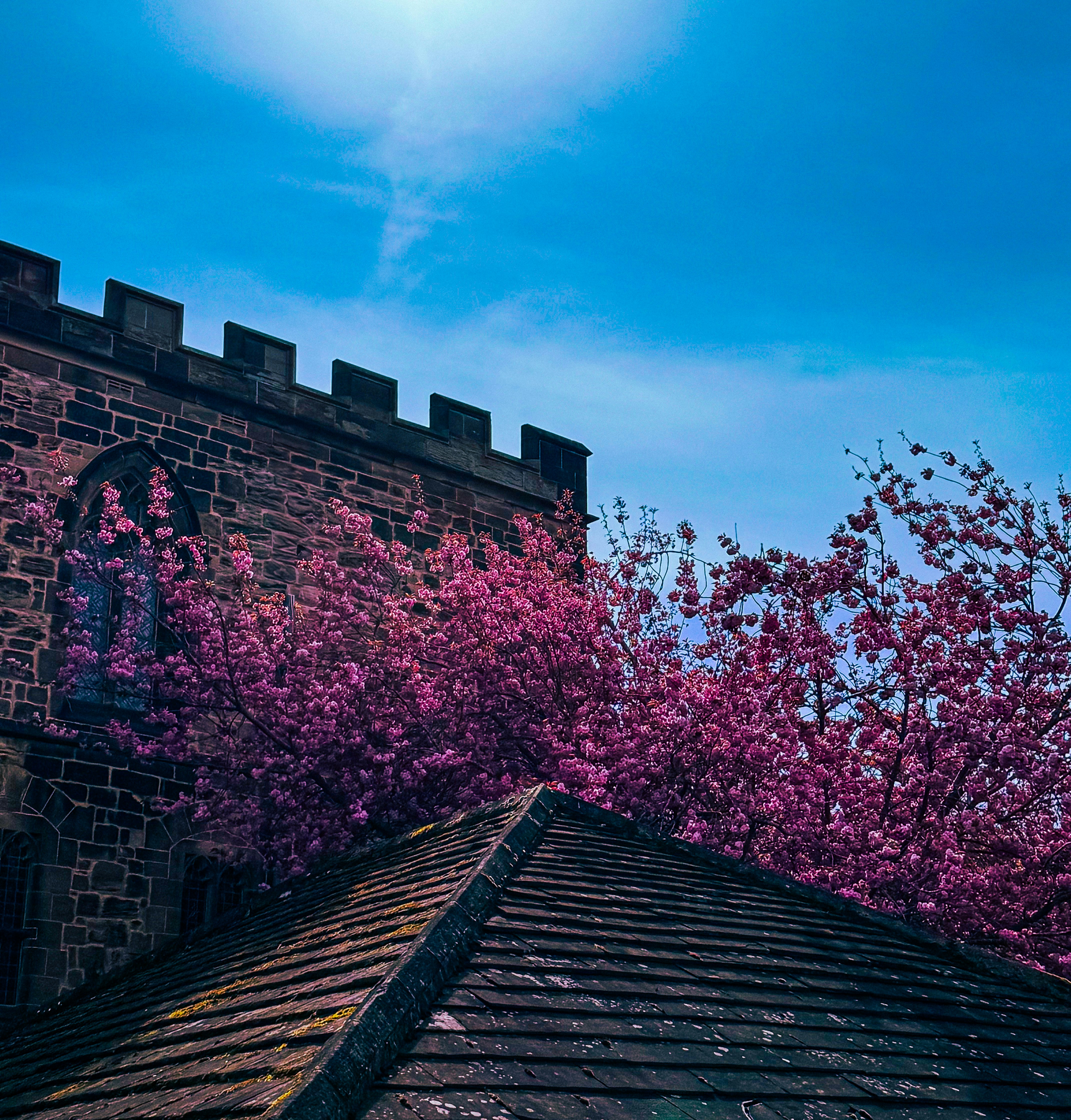 Blossoms Embracing History