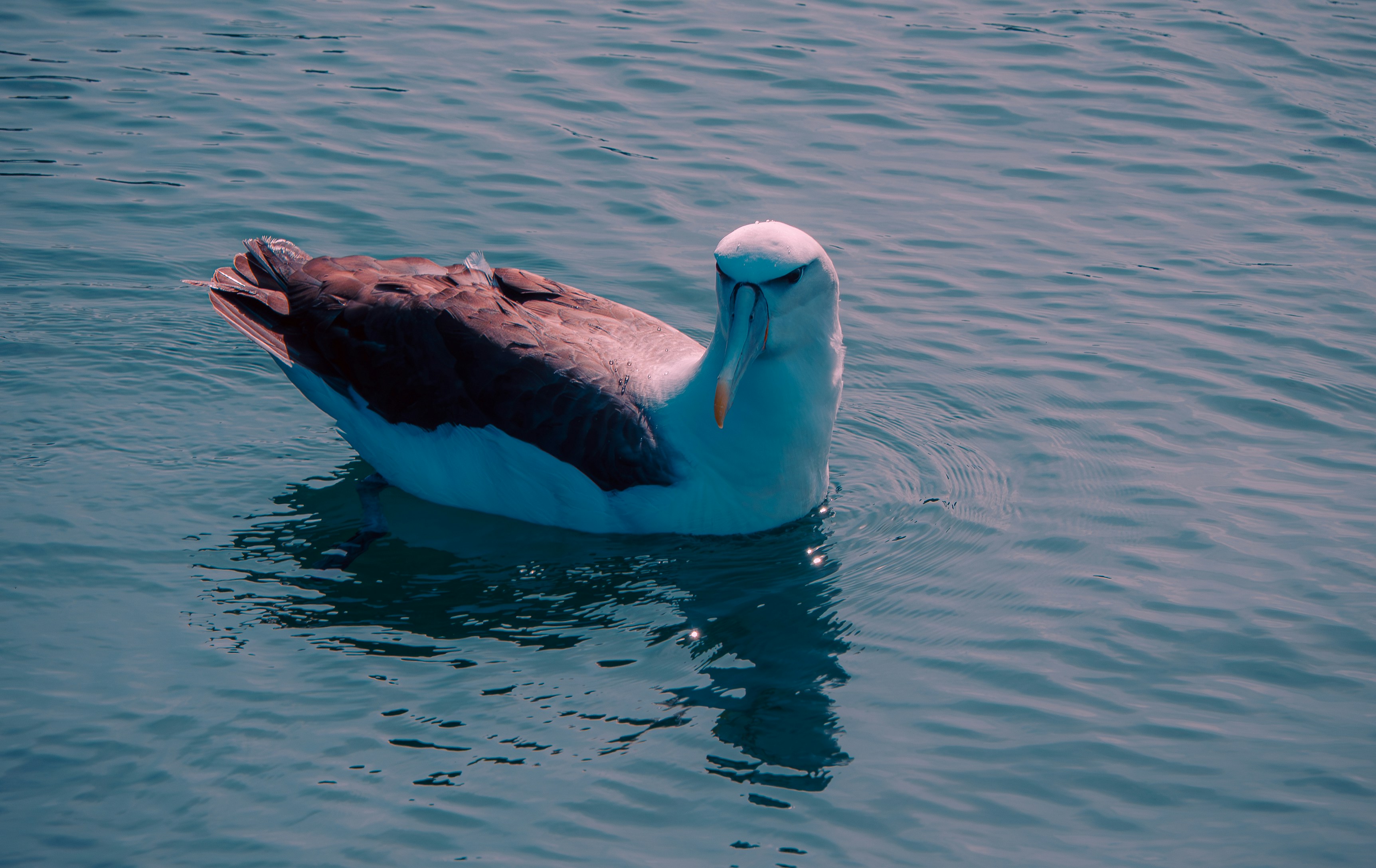 A large seabird floats peacefully on the water. photo – Free Wallpaper ...