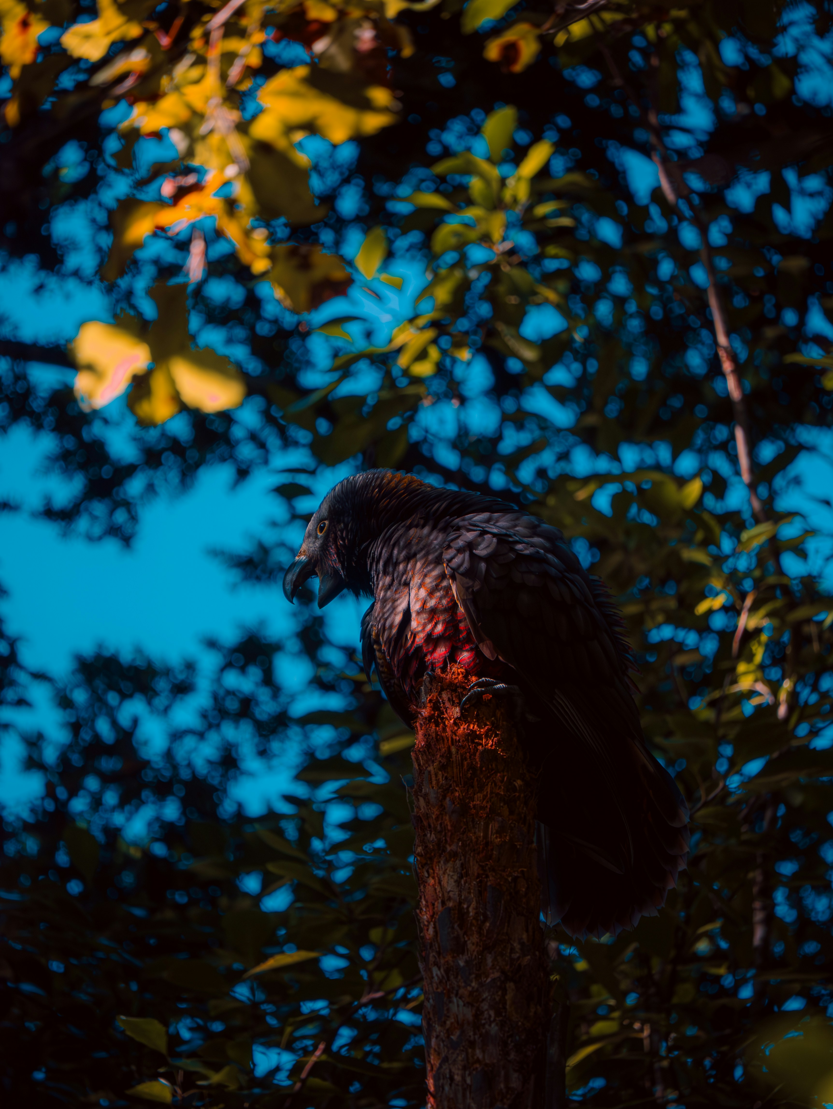Midnight Sentinel on a Weathered Stump Beneath a Cobalt Canopy