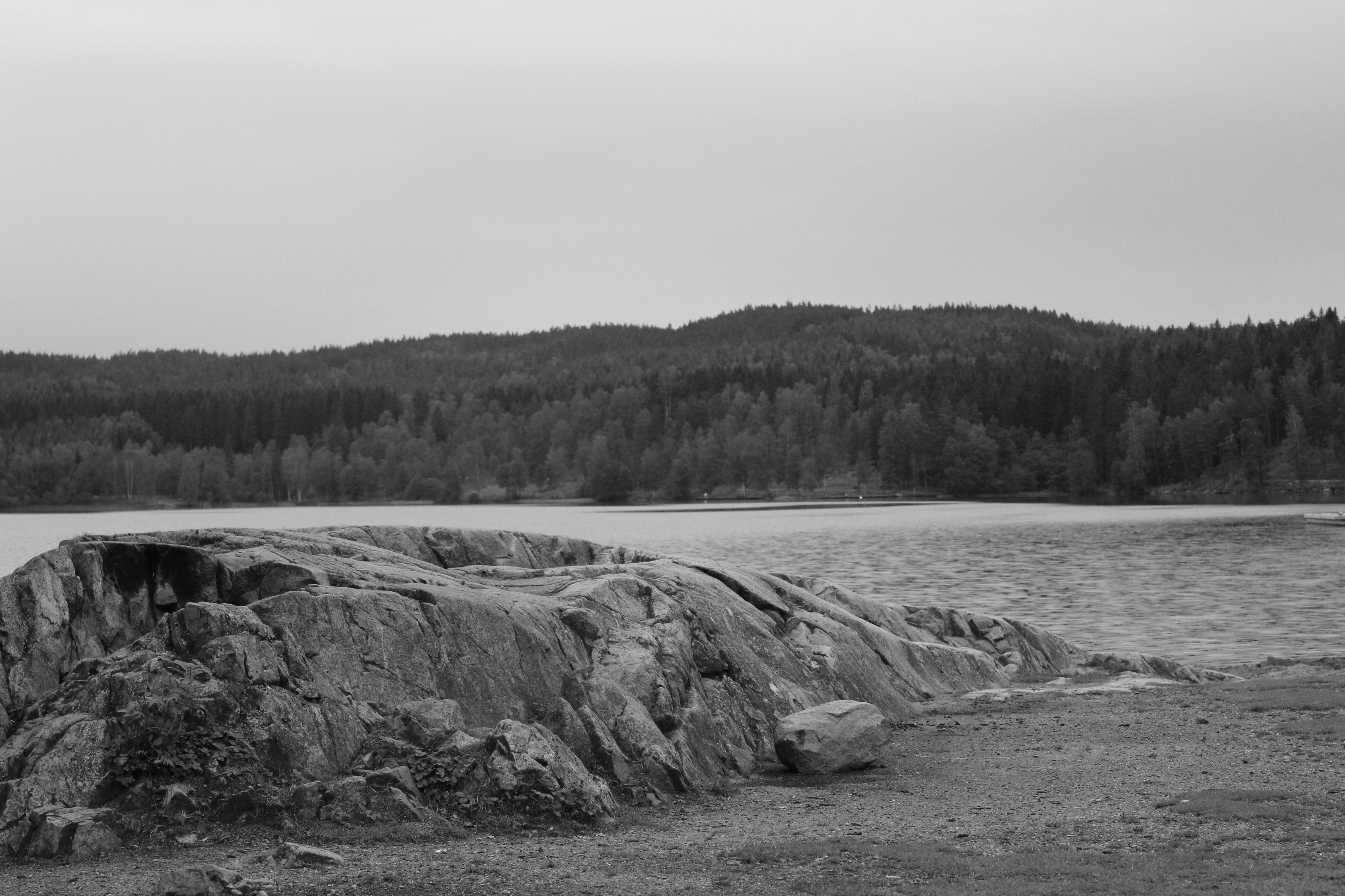 Rugged shoreline meeting a quiet treeline under overcast skies