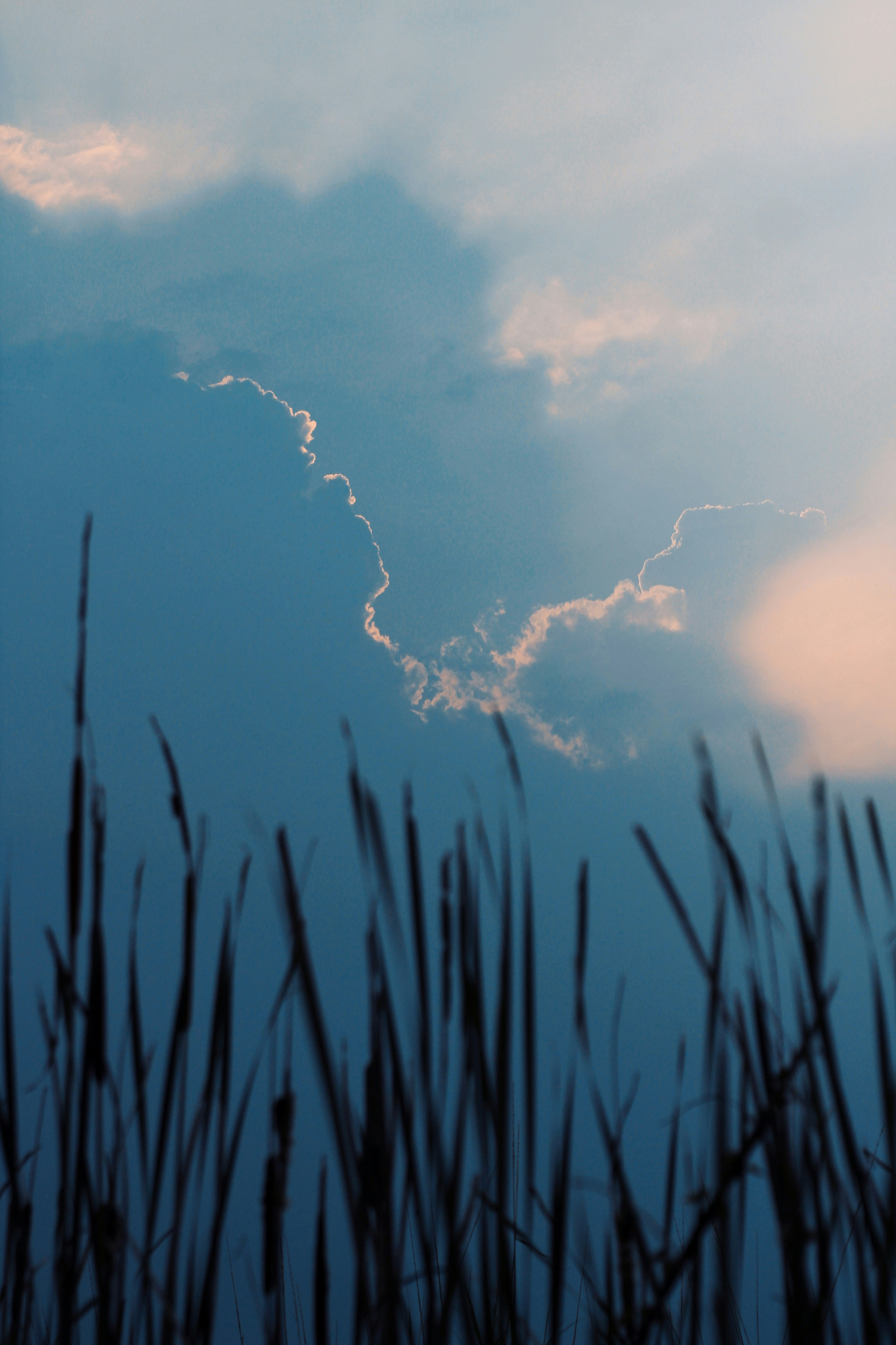 Edge-lit Clouds Above a Field of Quiet Silhouettes