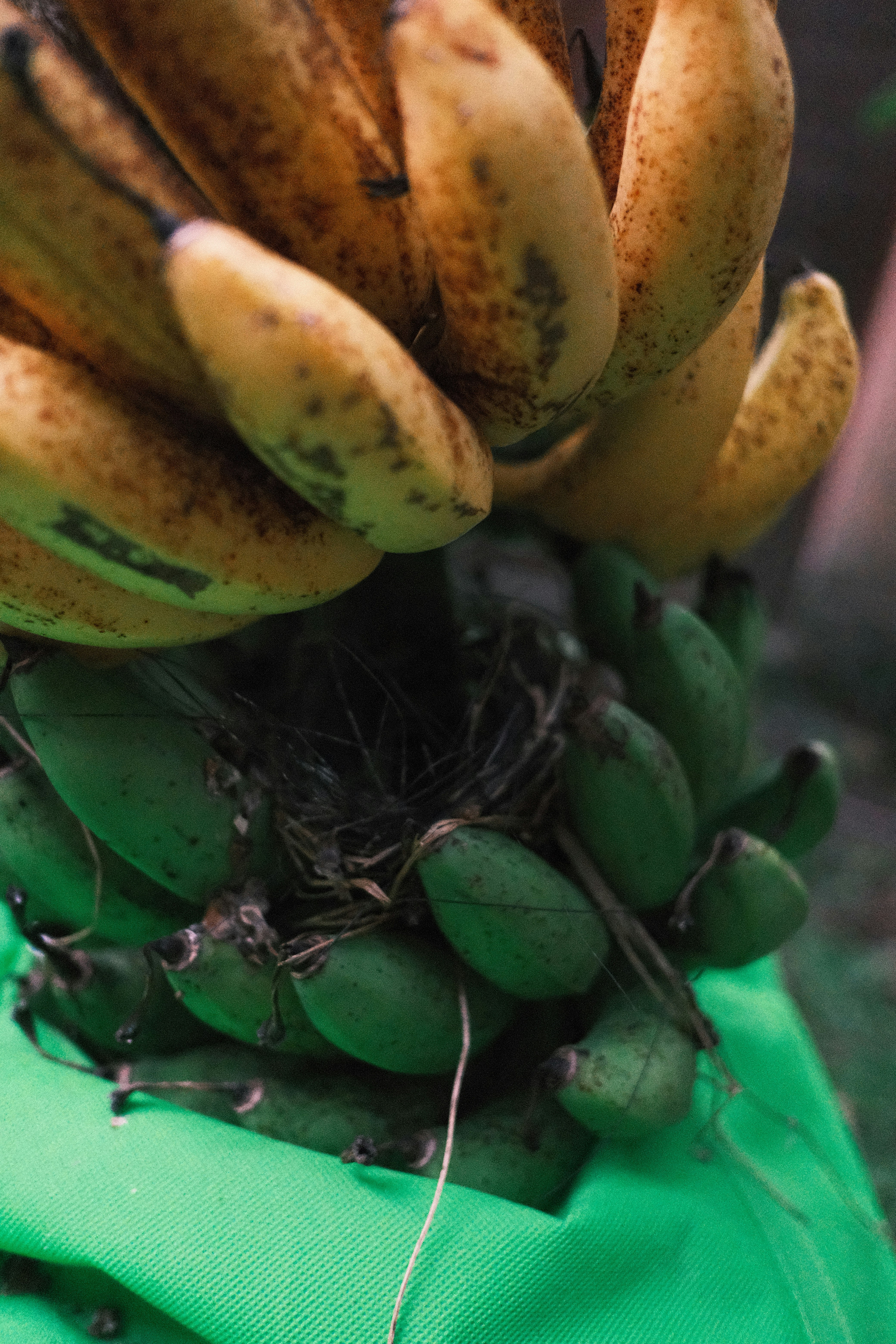 Banana Crown in Twilight: Close-Up Study of Ripening Textures