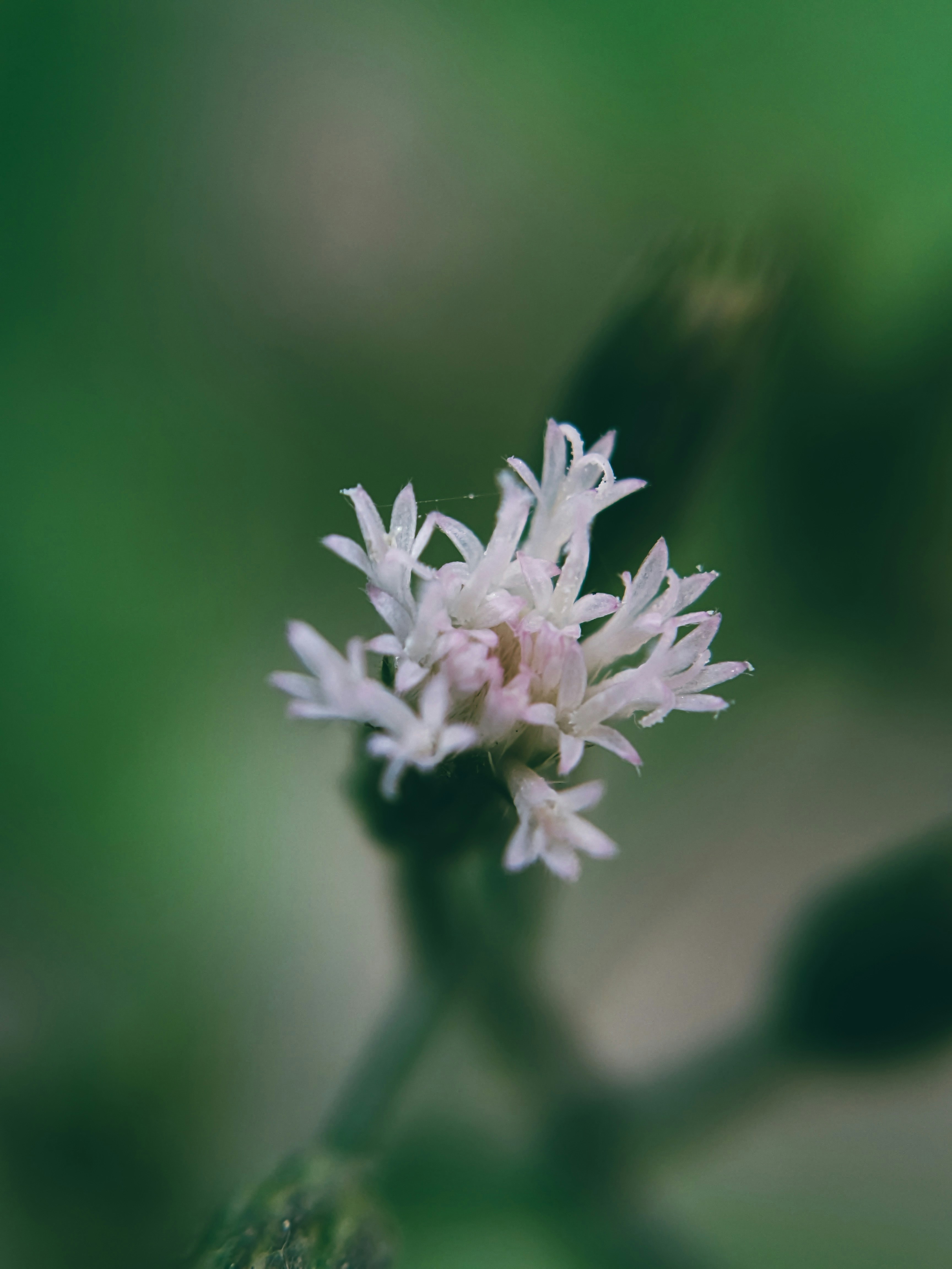 Whispering Petals: a pale bloom etched against emerald bokeh