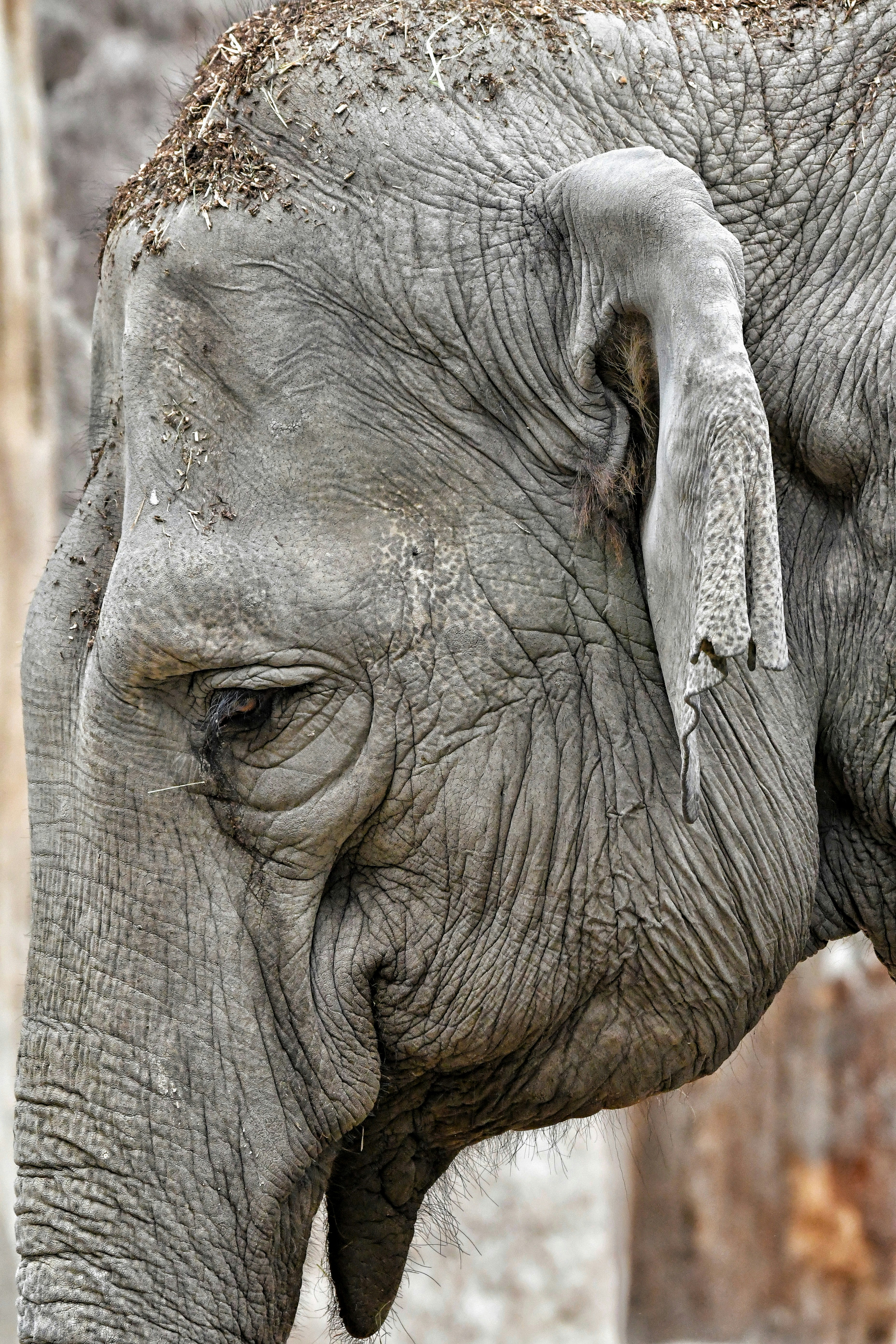 Weathered Trunk: A Elephant's Contemplative Gaze
