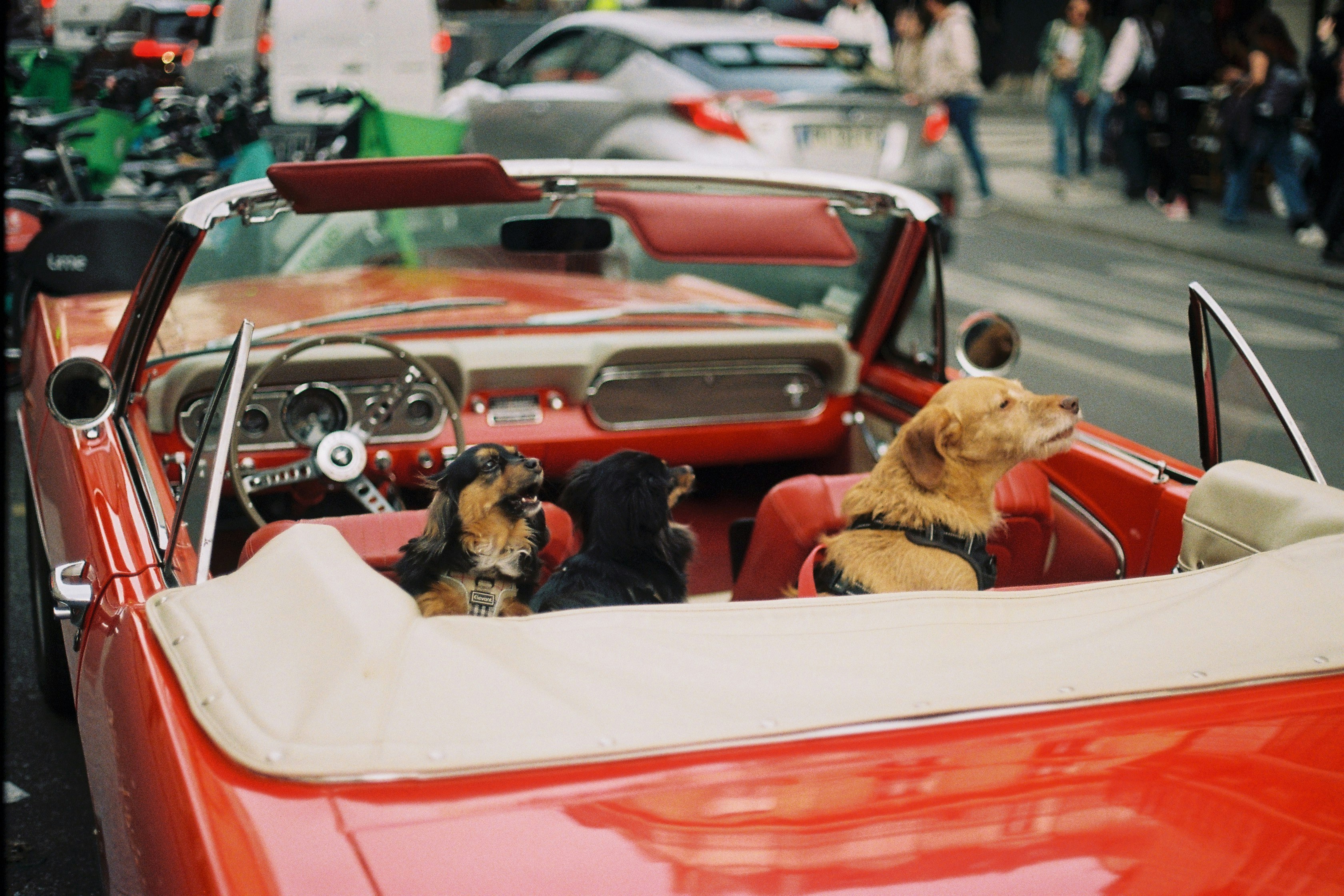 Dogs ride in a classic red convertible. photo – Free Film photography ...