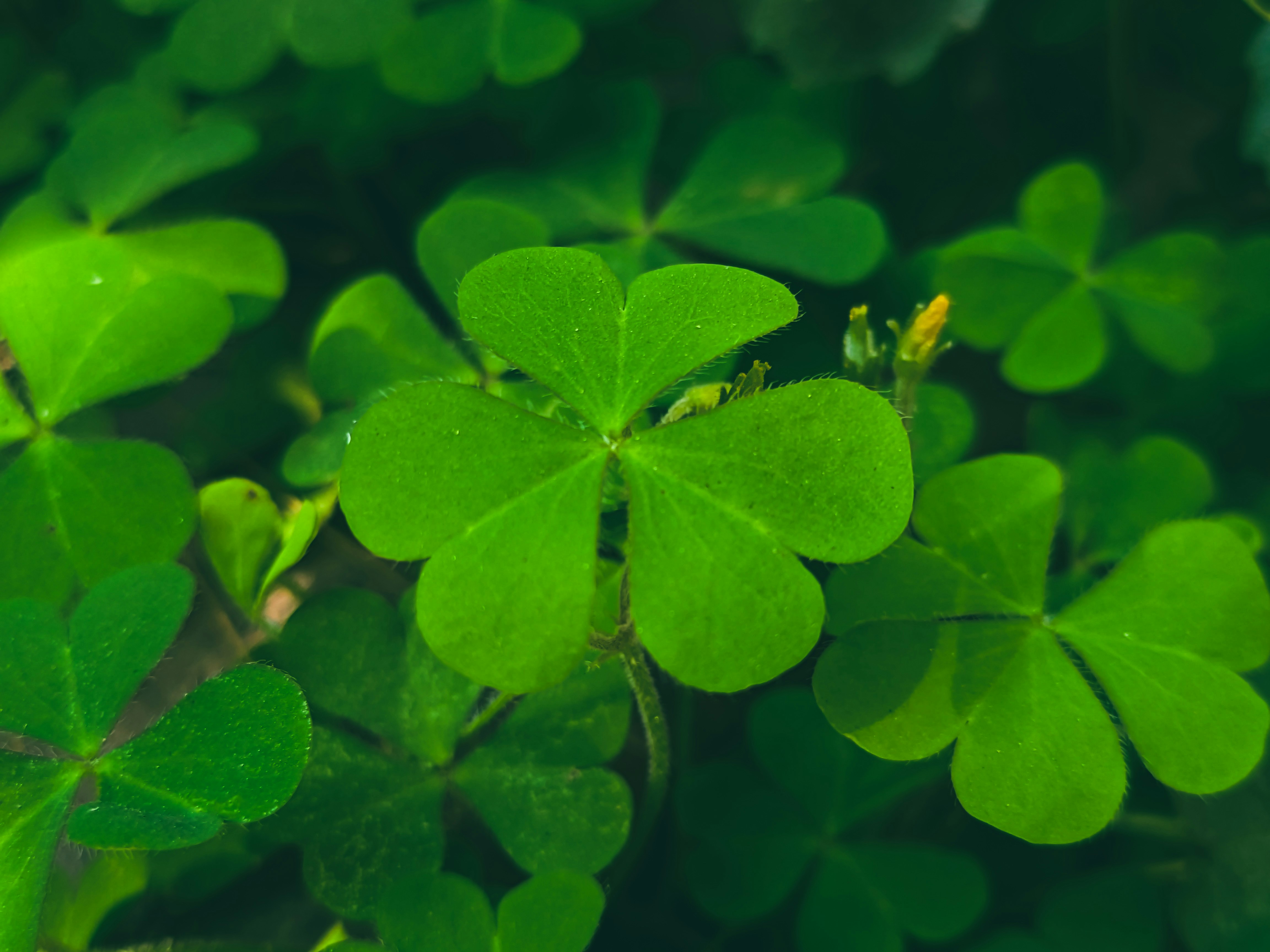 Florecen tréboles verdes, un signo de buena suerte. foto – Imagen de ...