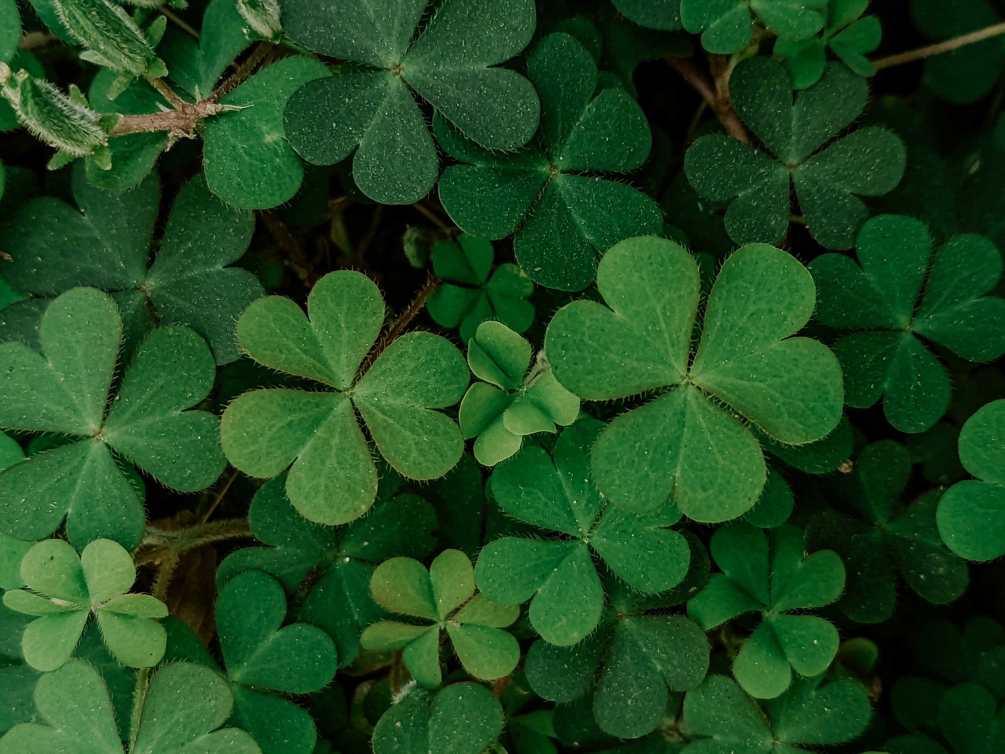 Los tréboles verdes llenan la imagen. foto – Imagen de Papel tapiz ...