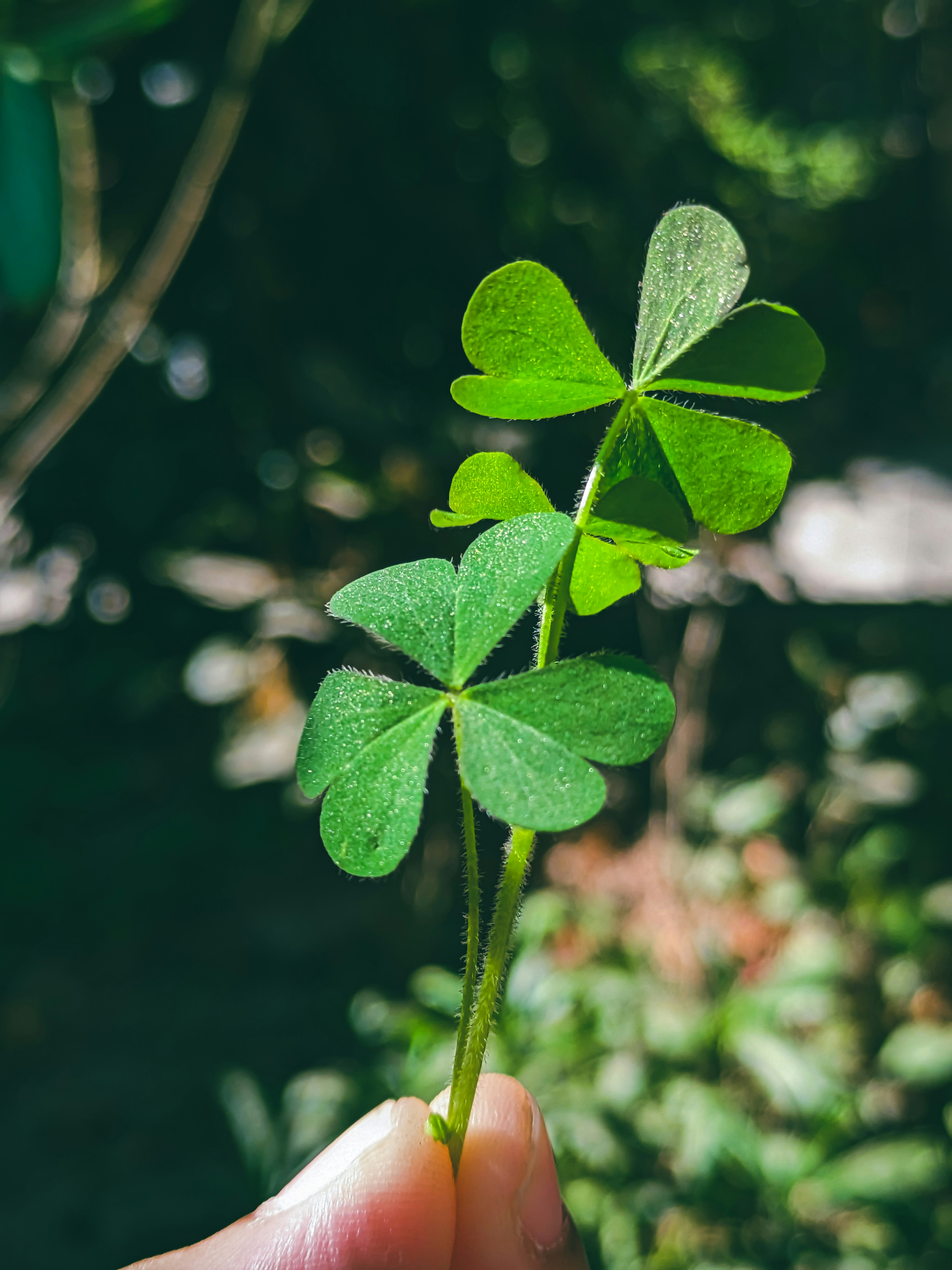 A person holds two green, three-leafed clovers. photo – Free Wallpaper ...