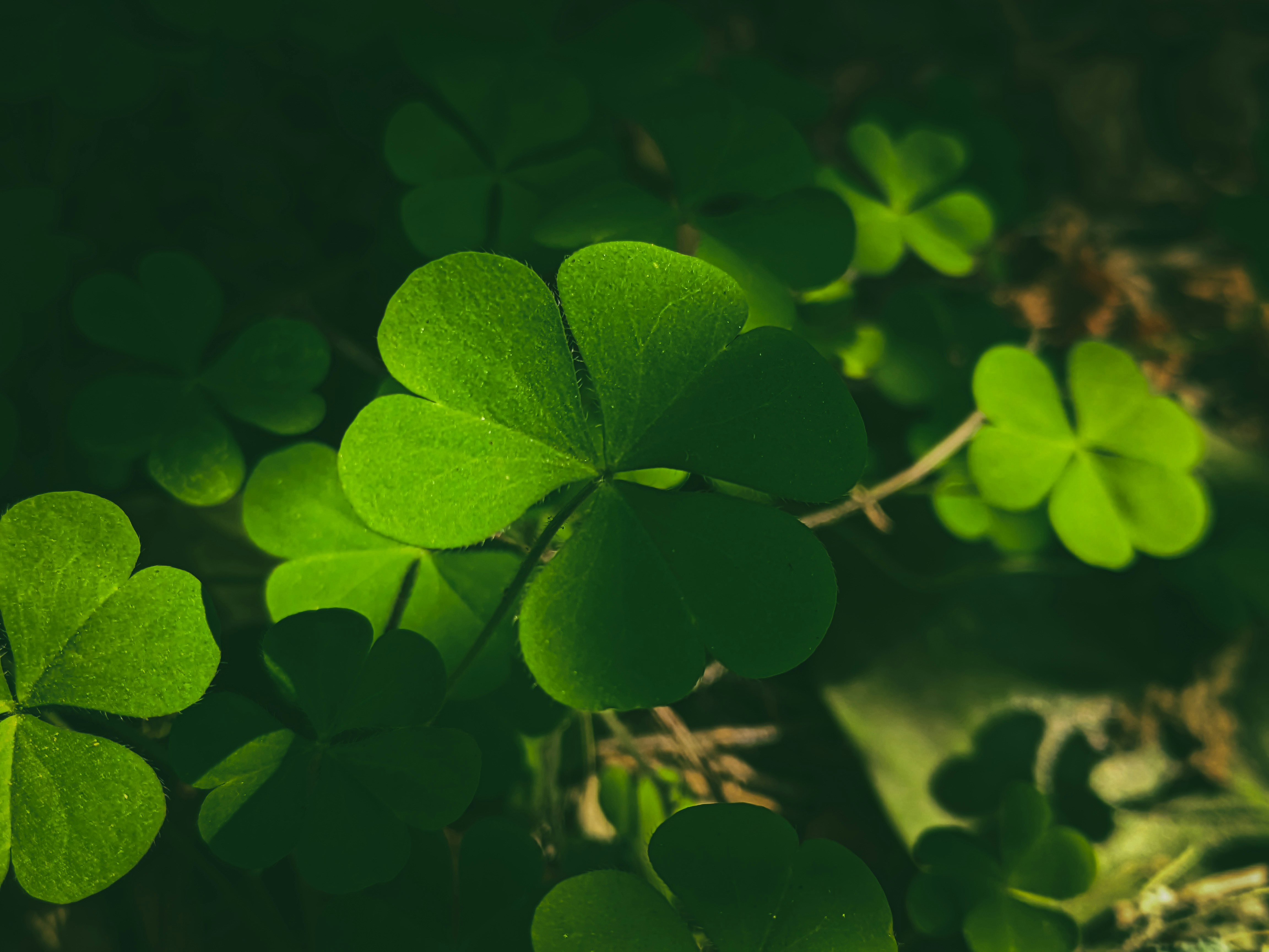 Los tréboles verdes florecen a la luz del sol. foto – Imagen de Papel ...