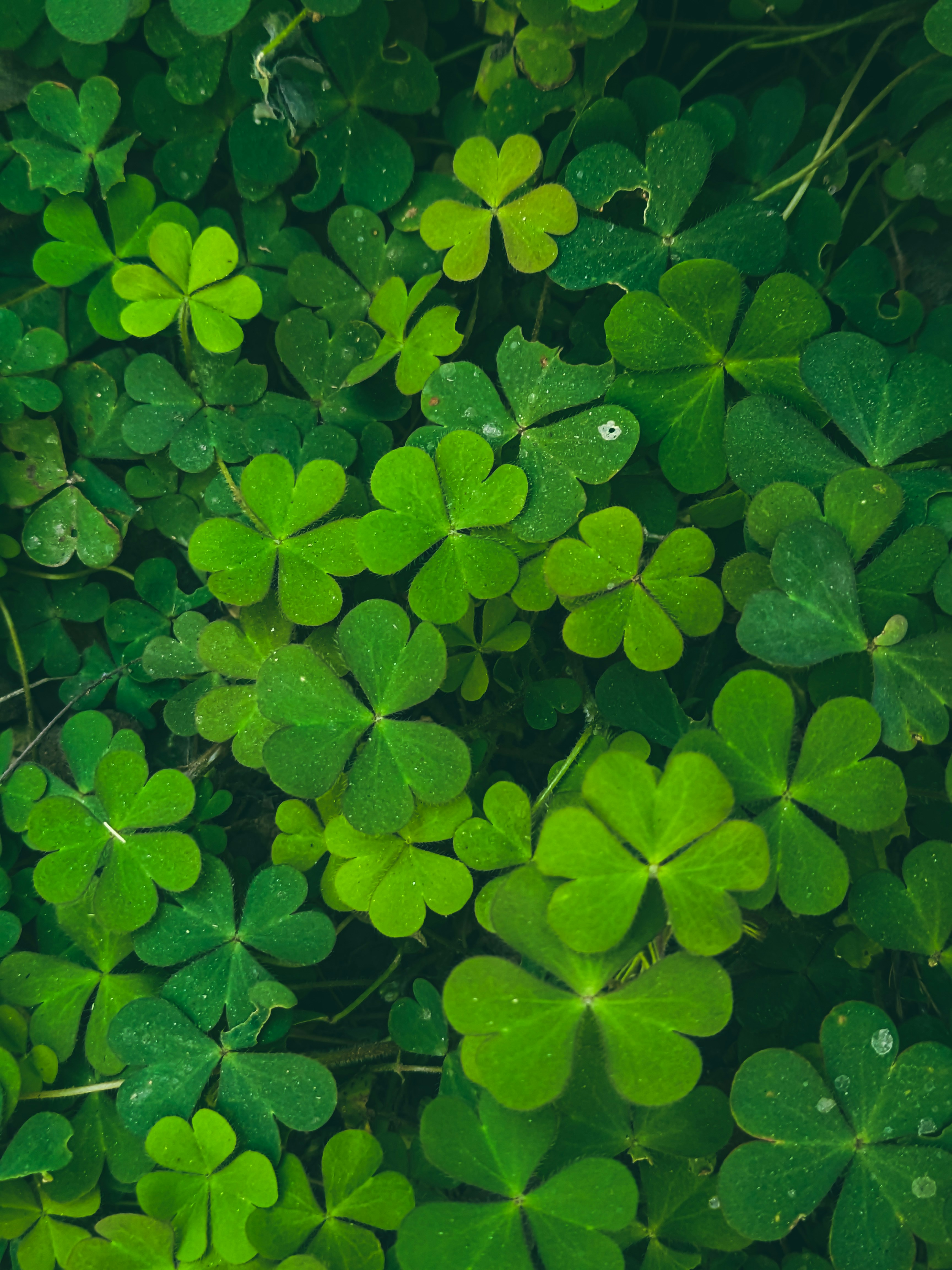 Los tréboles verdes cubren la superficie. foto – Imagen de Papel tapiz ...
