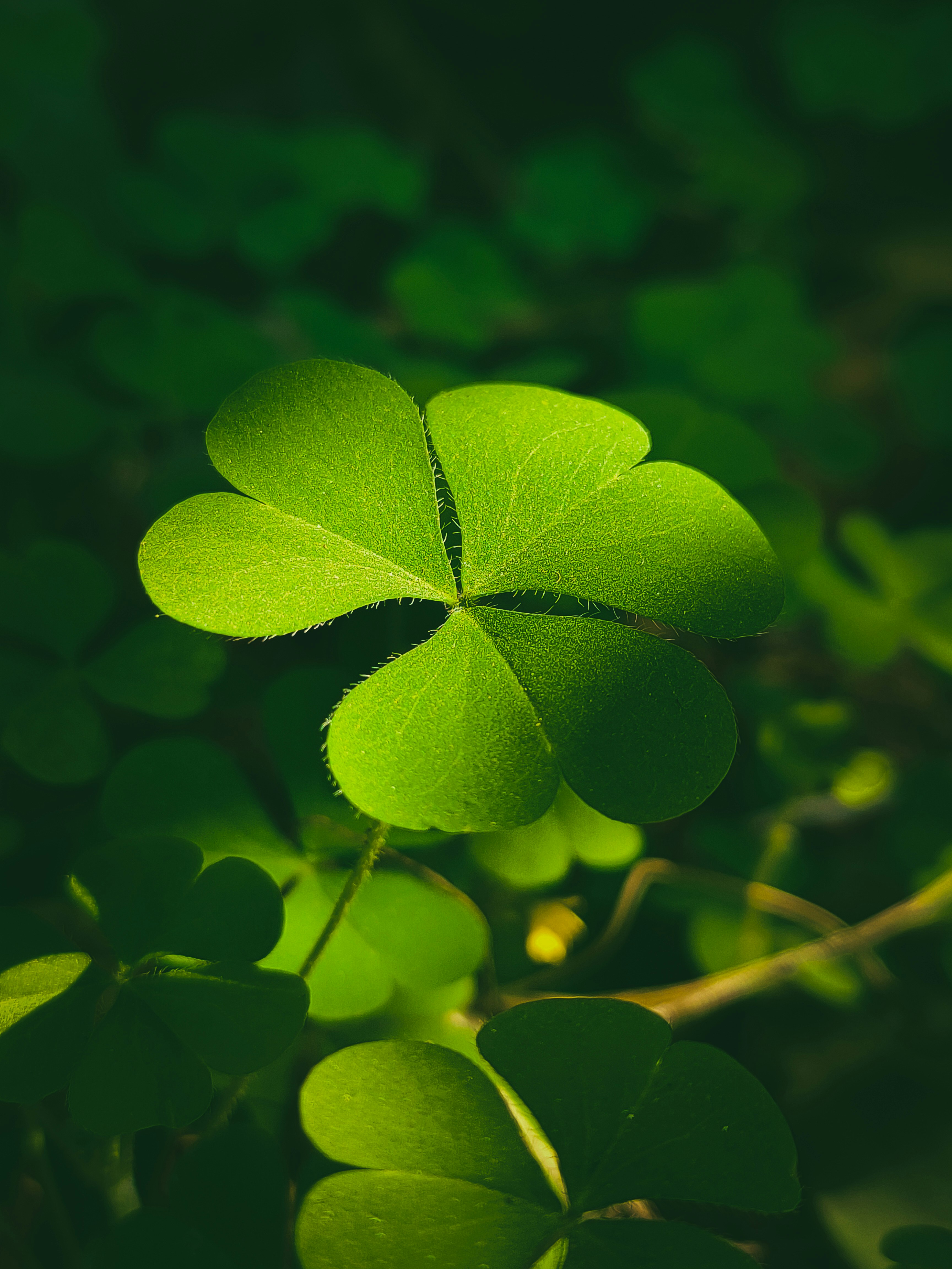 A bright green clover under sunlight. photo – Free Wallpaper Image on ...