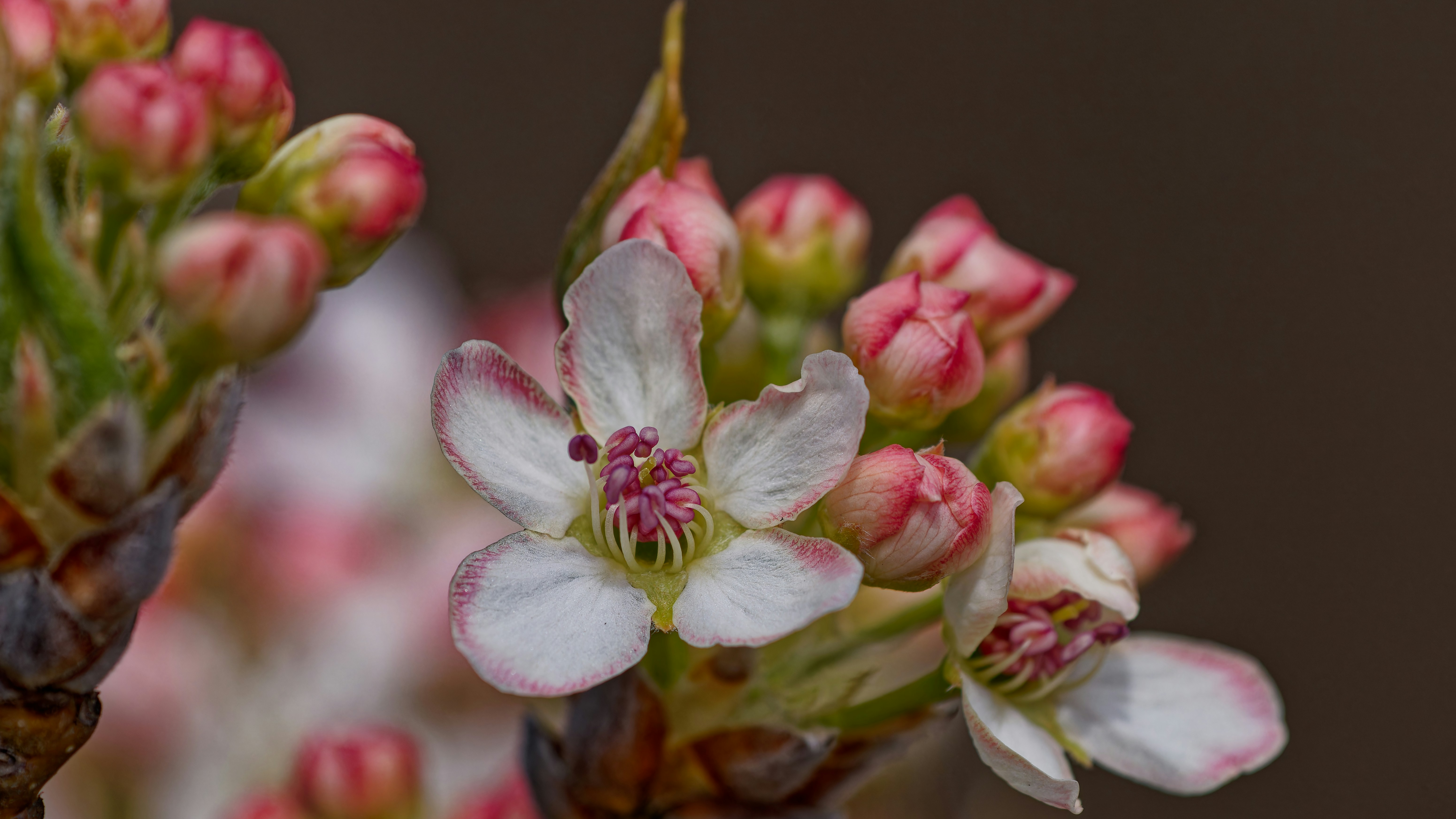 Blossom and buds of a flowering plant. photo – Free Usa Image on Unsplash