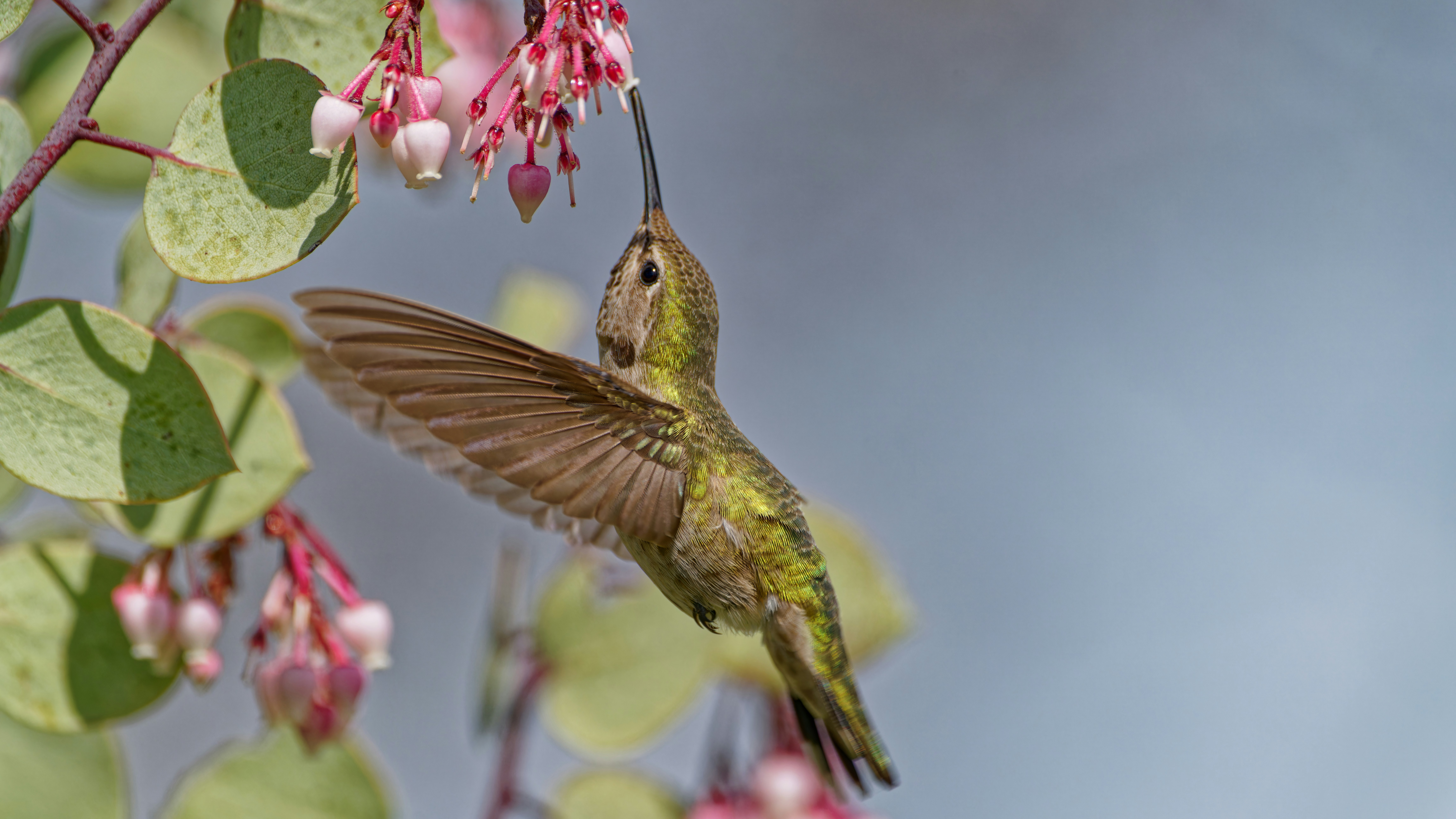 Hummingbird sips nectar from pink flowers. photo – Free Anna's ...