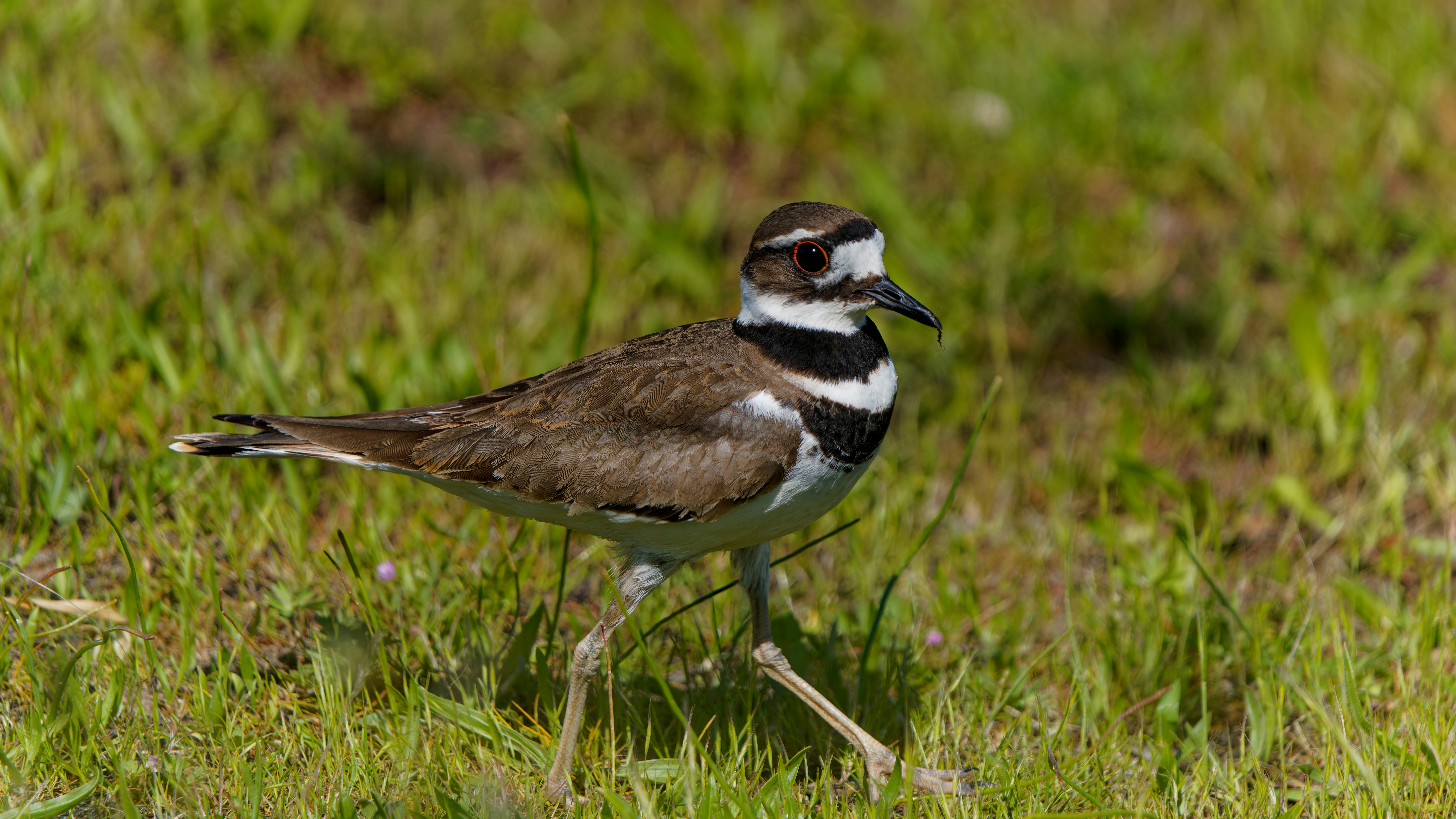 A killdeer bird walks on the green grass. photo – Free Usa Image on ...