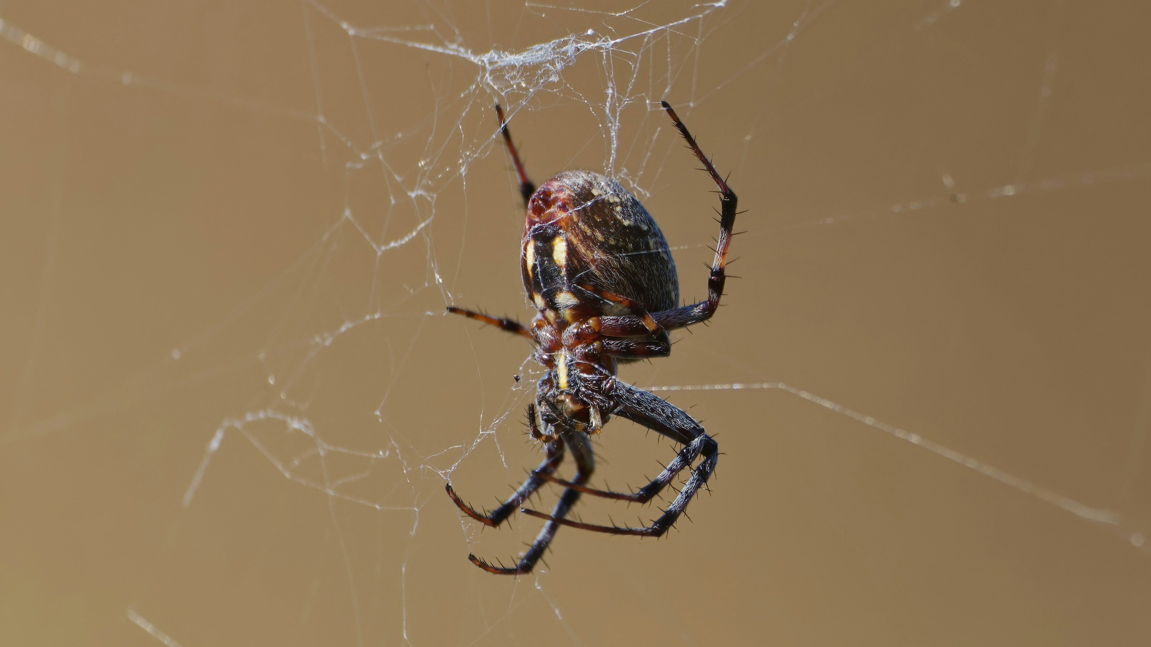 Amber Threads: a spider poised in a delicate web