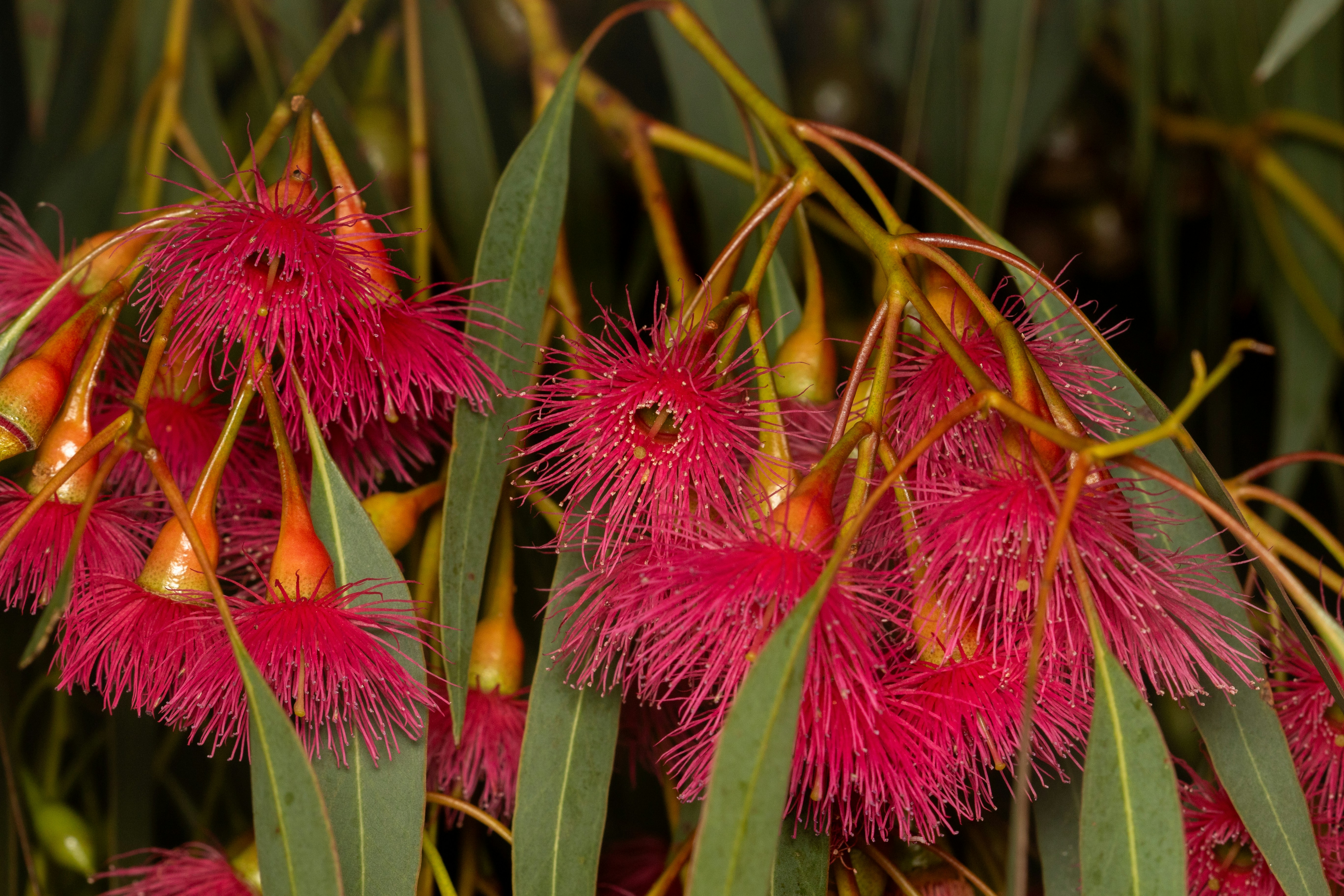Crimson Bottlebrush: Close-Up Portrait of Fiery Filaments