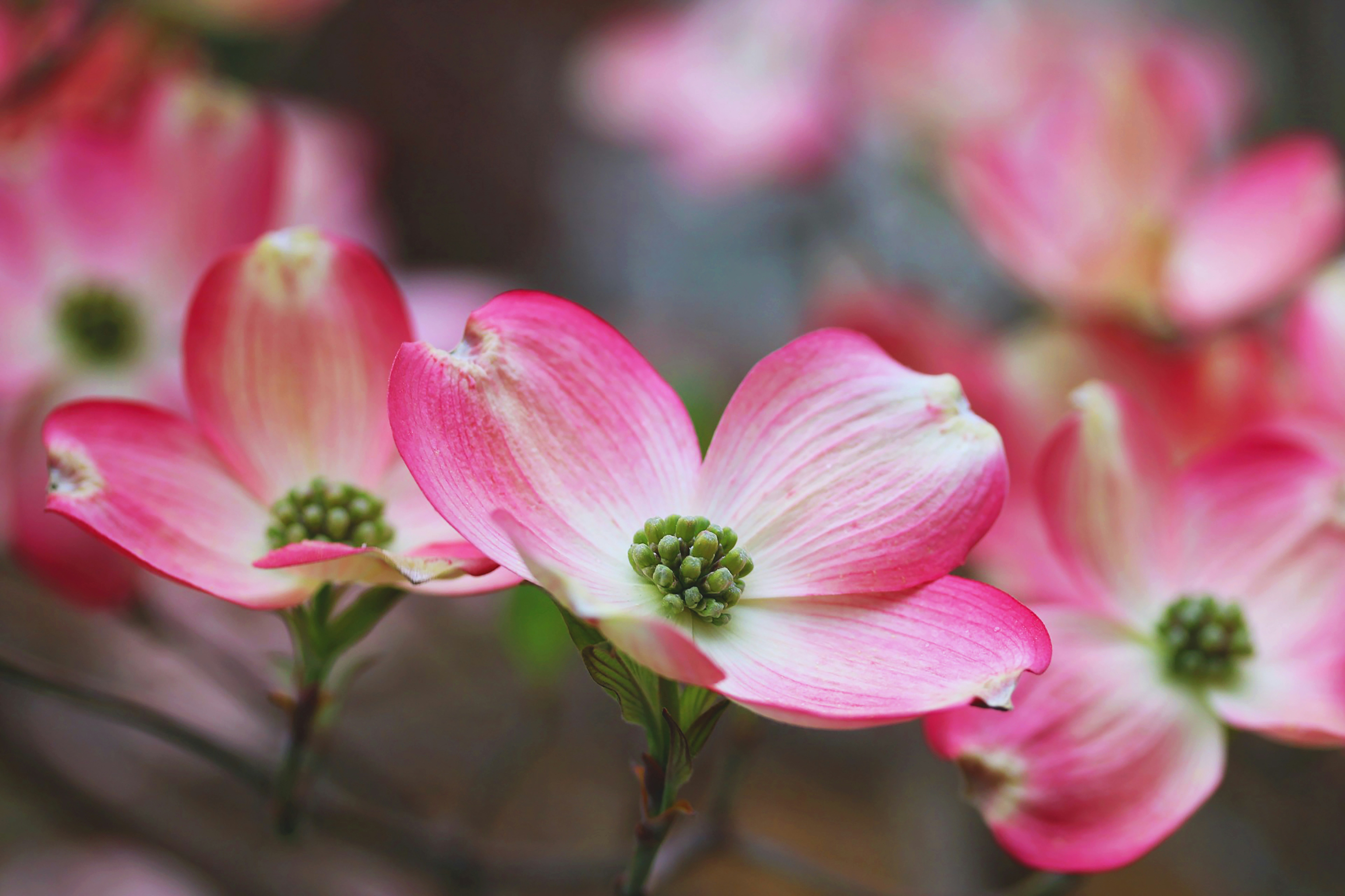 Courtney Cantu (@courtneycantu) | Unsplashフォトコミュニティ