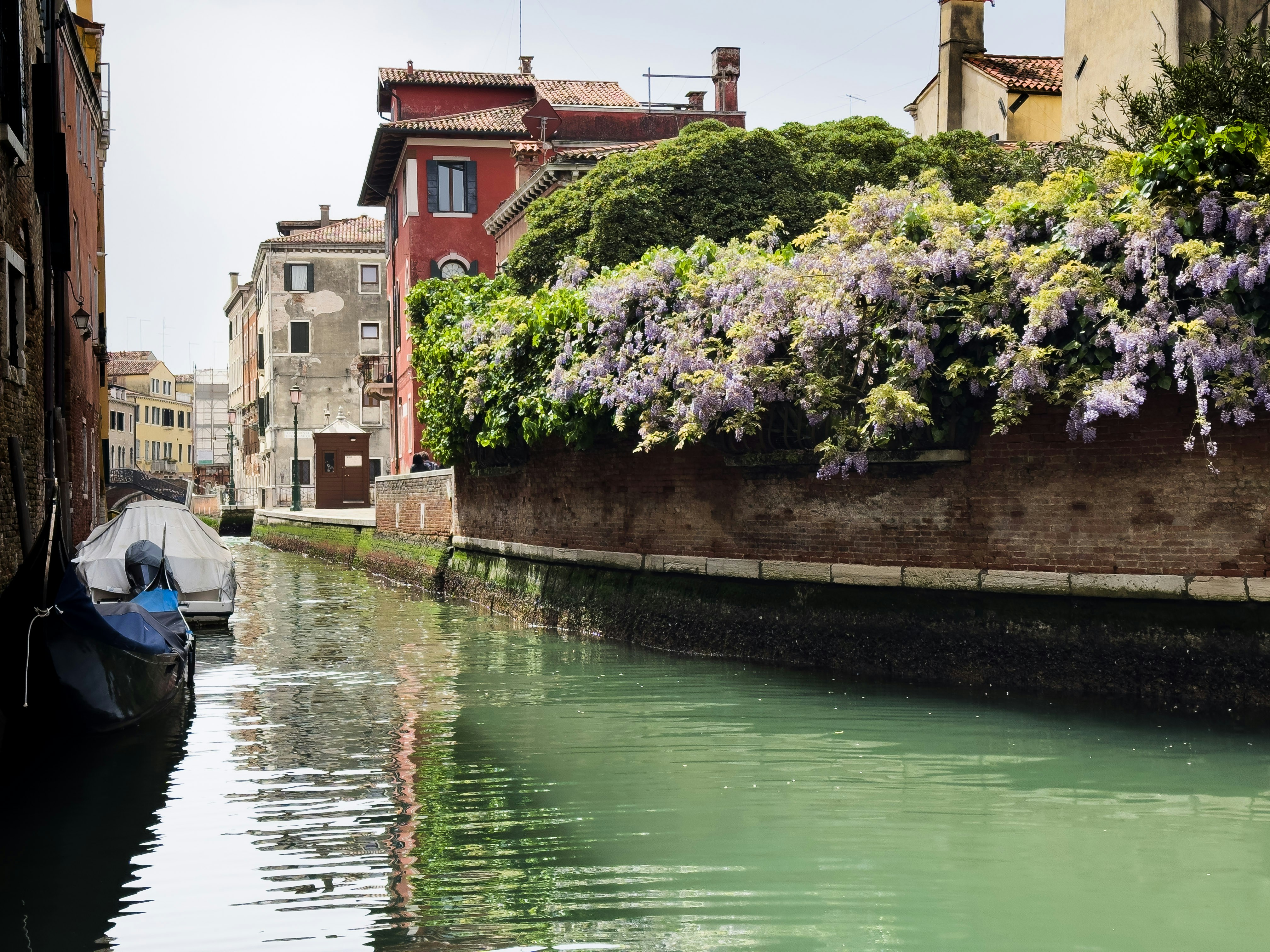 Purple Bougainvillea Curtain Over a Tranquil Canal