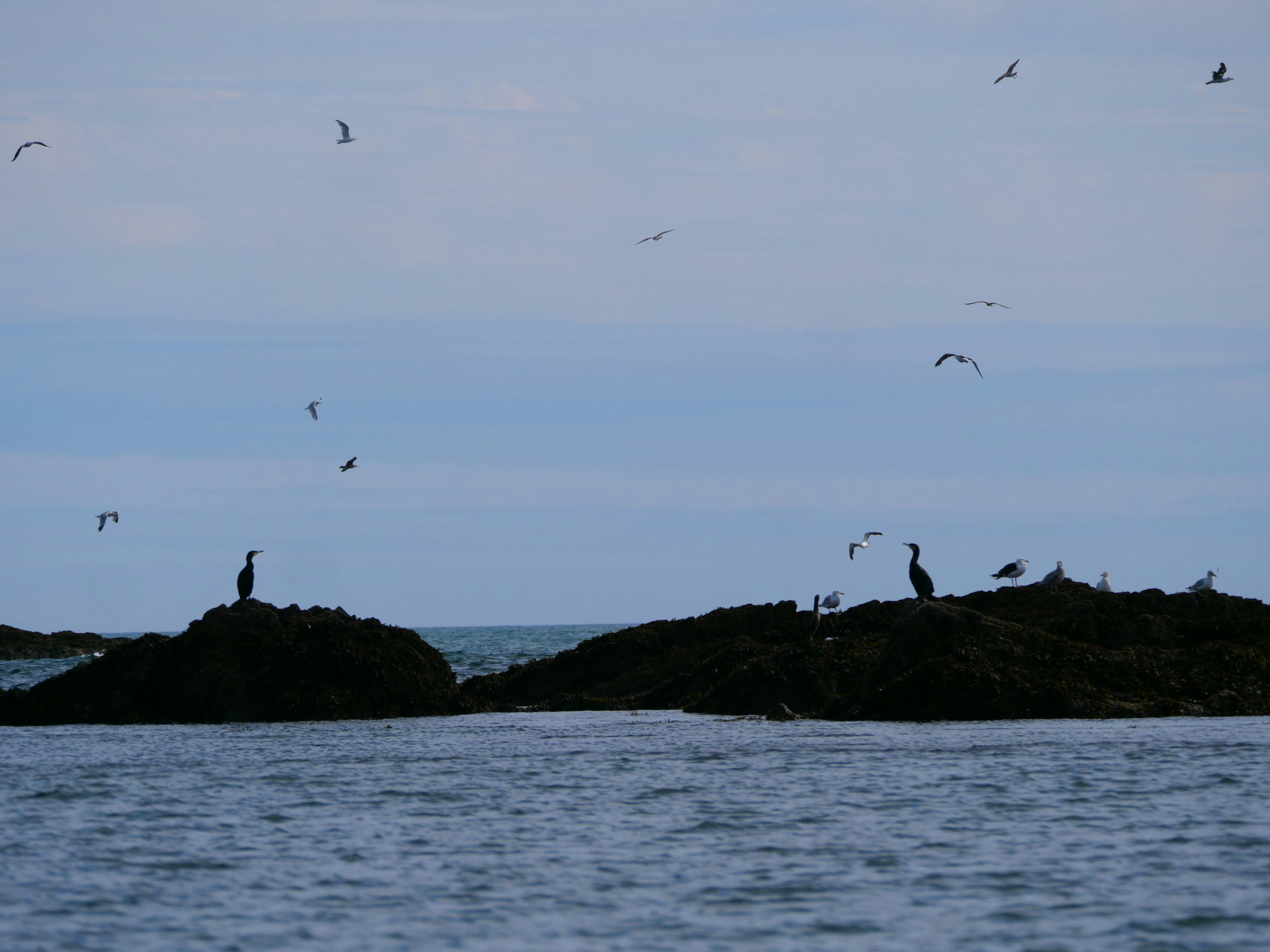 Birds perch on rocks in the ocean. photo – Free Image on Unsplash