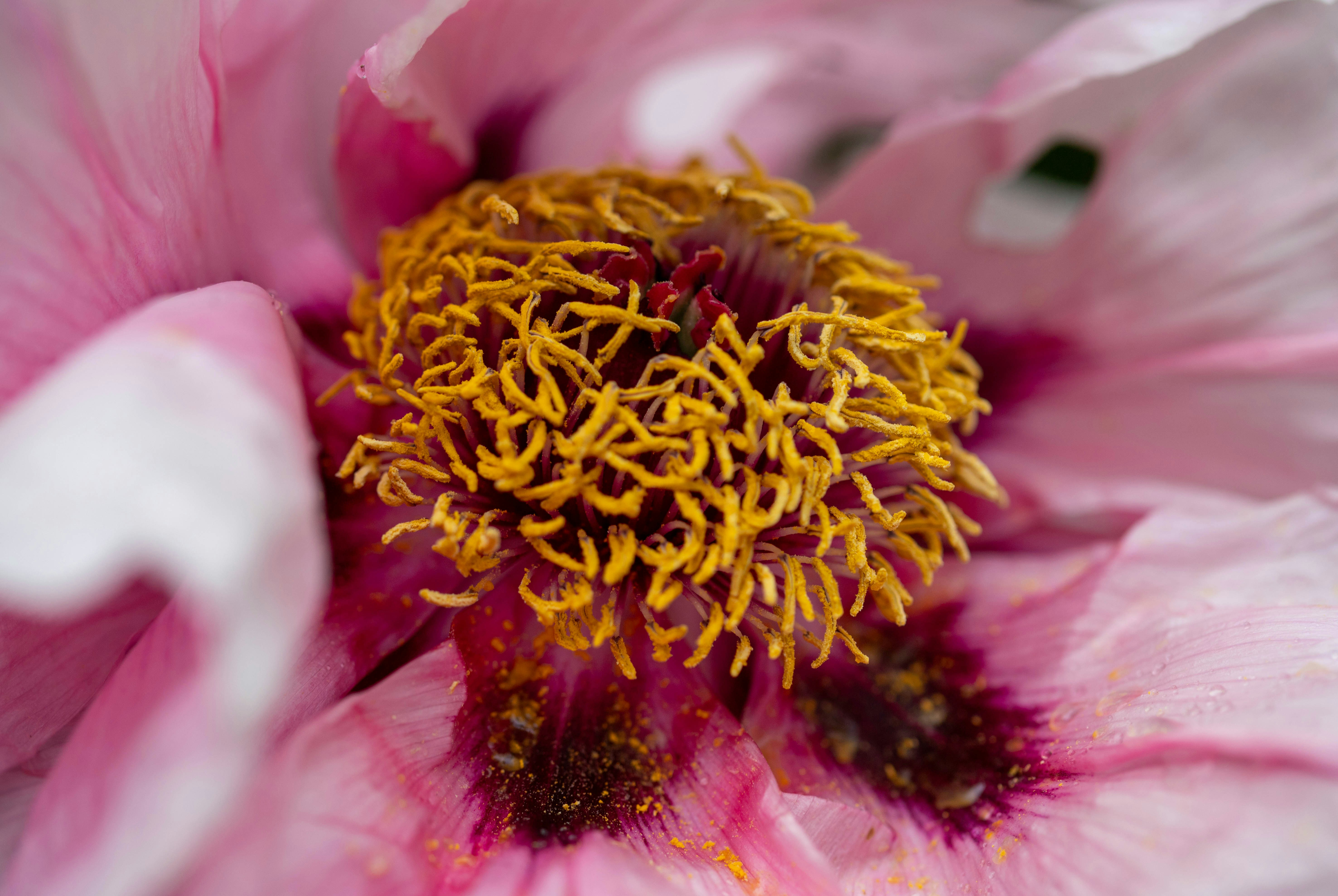Close-up of a Peony’s Golden Center: Textured Stamen Details in Soft Pink Petals
