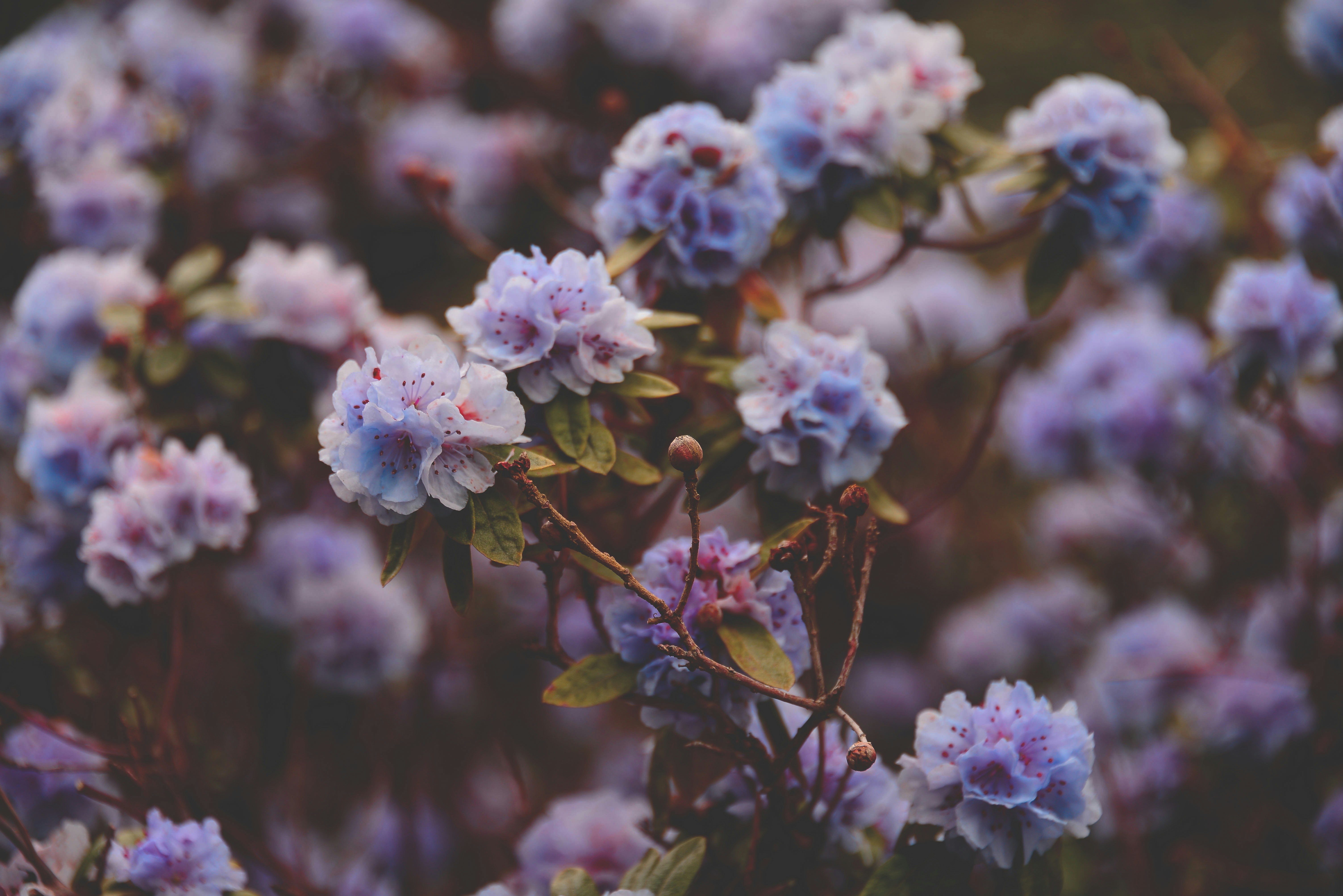 Beautiful, delicate flowers bloom in a muted purple hue. photo – Free ...