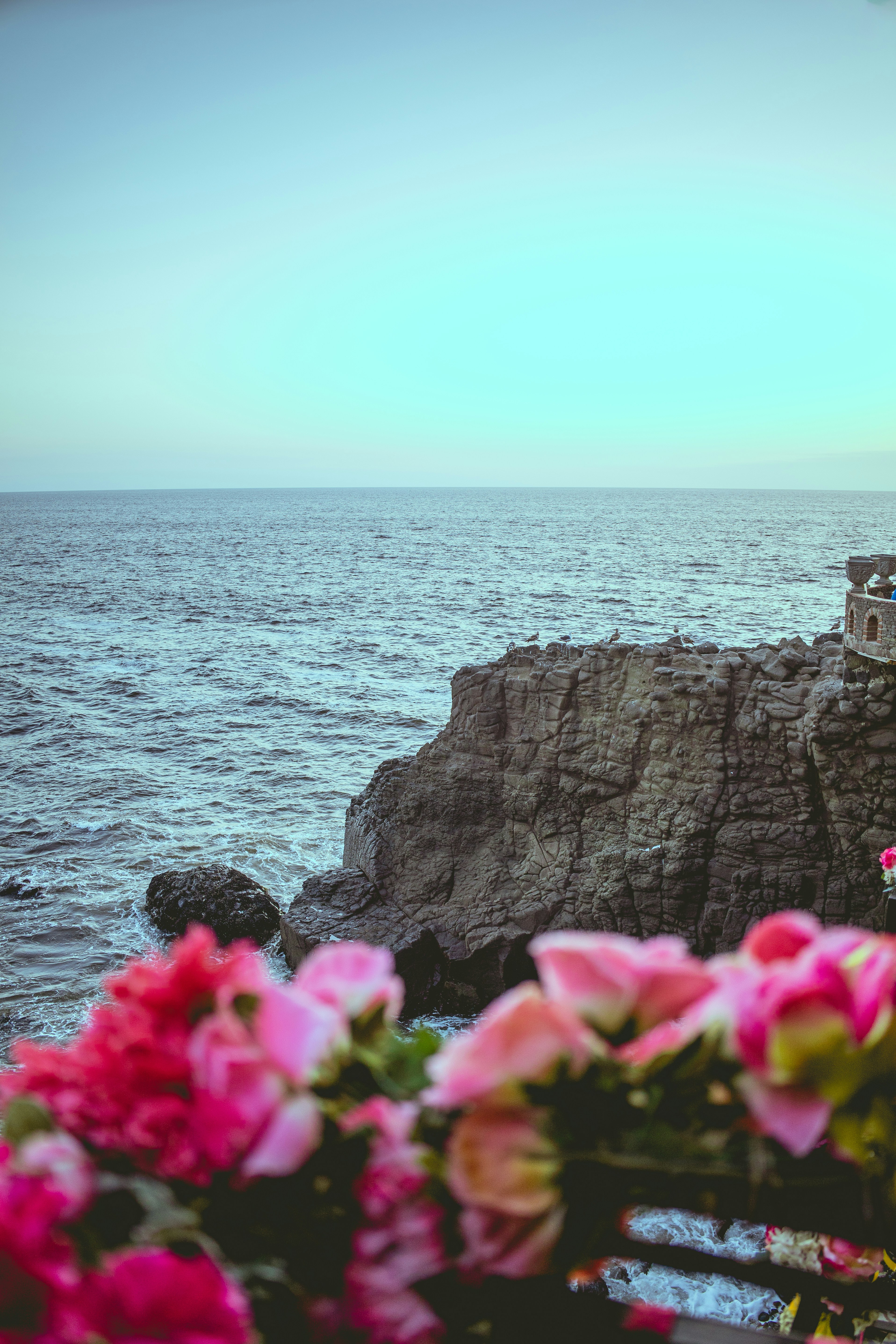 Clifftop Vista Framed by Blushing Blooms Over the Sea