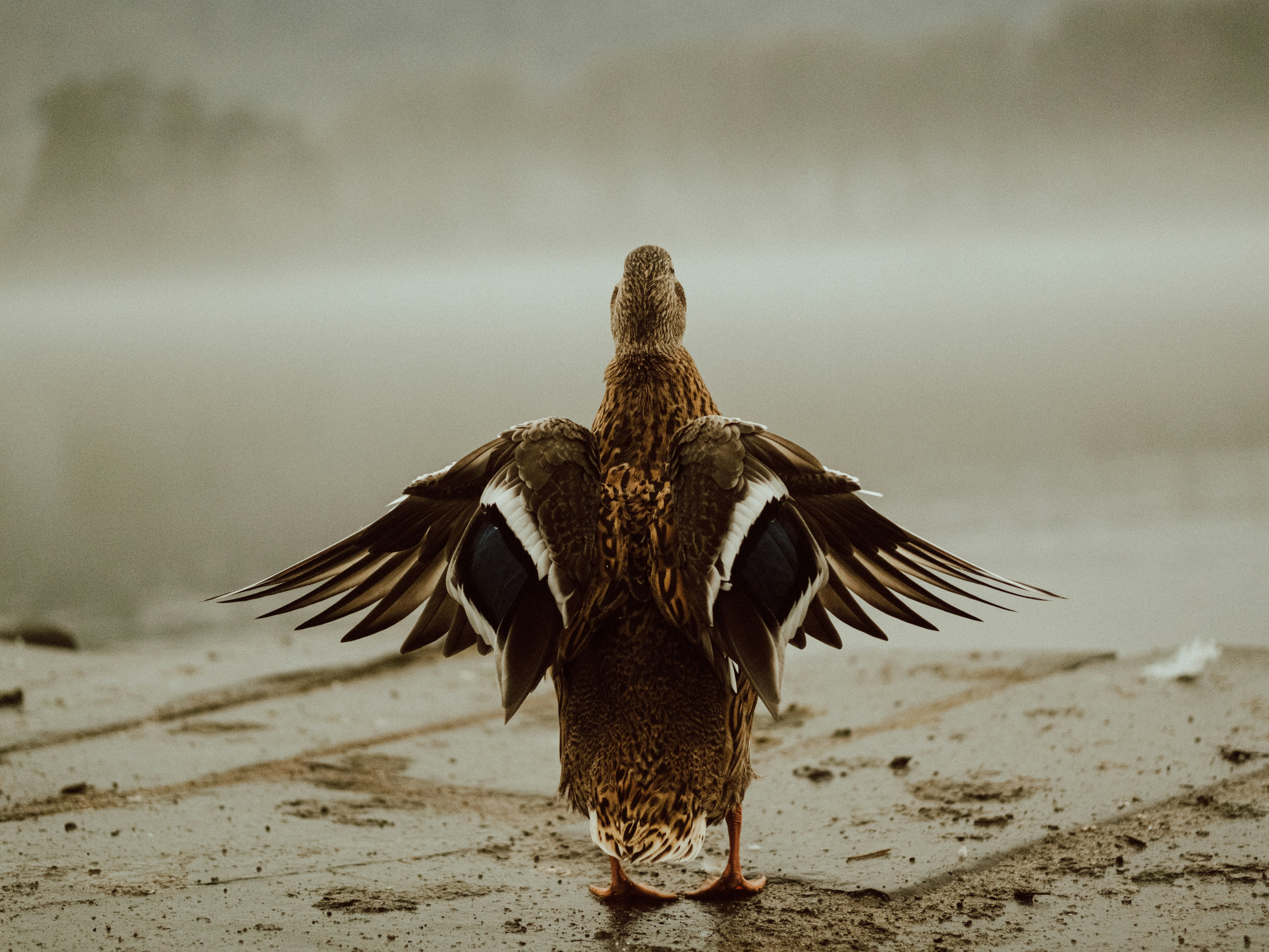 Dawn Drift: Mallard Unfurls Wings on a Foggy Shore