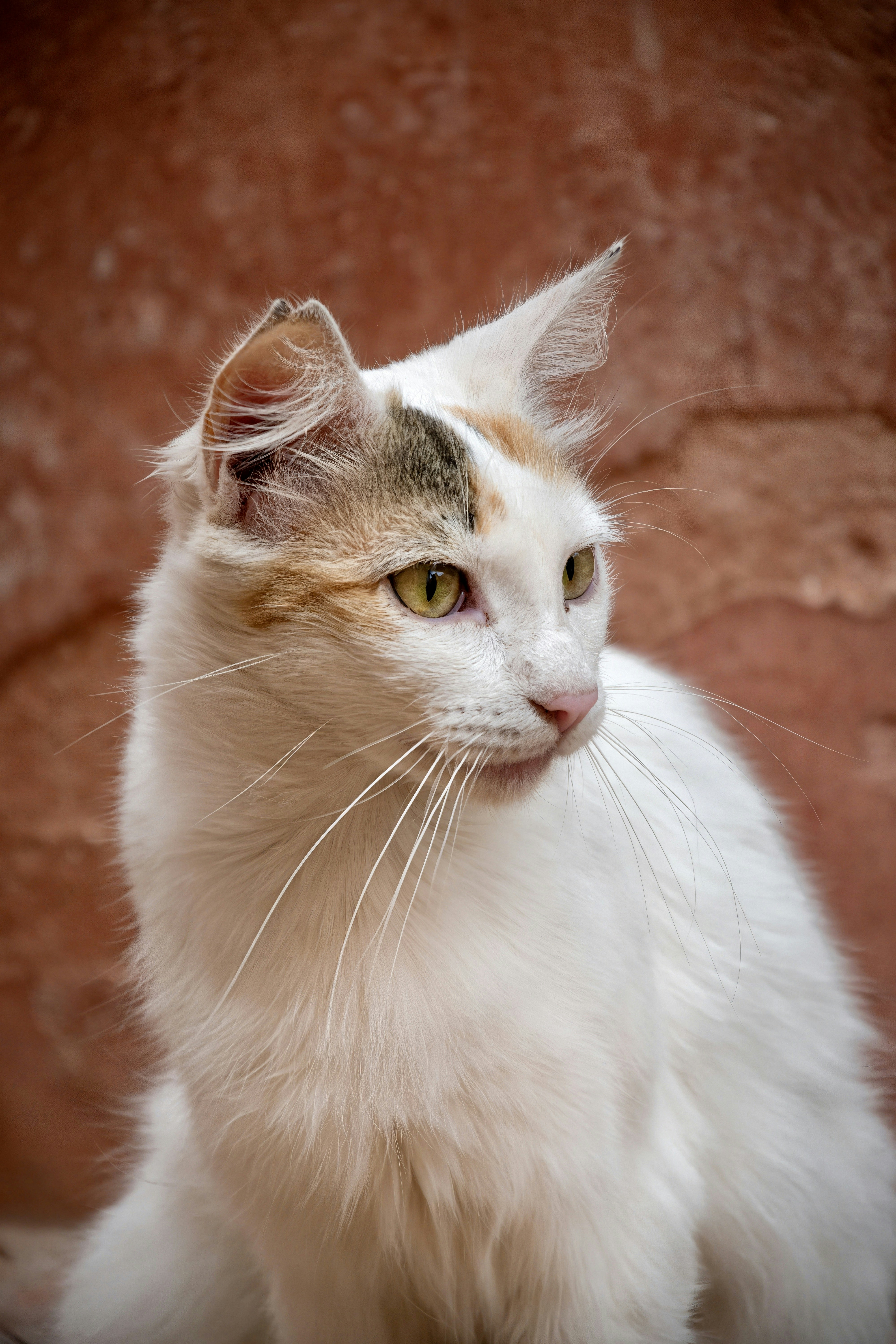 Terracotta Backdrop, Emerald Gaze: Portrait of a Calico Cat