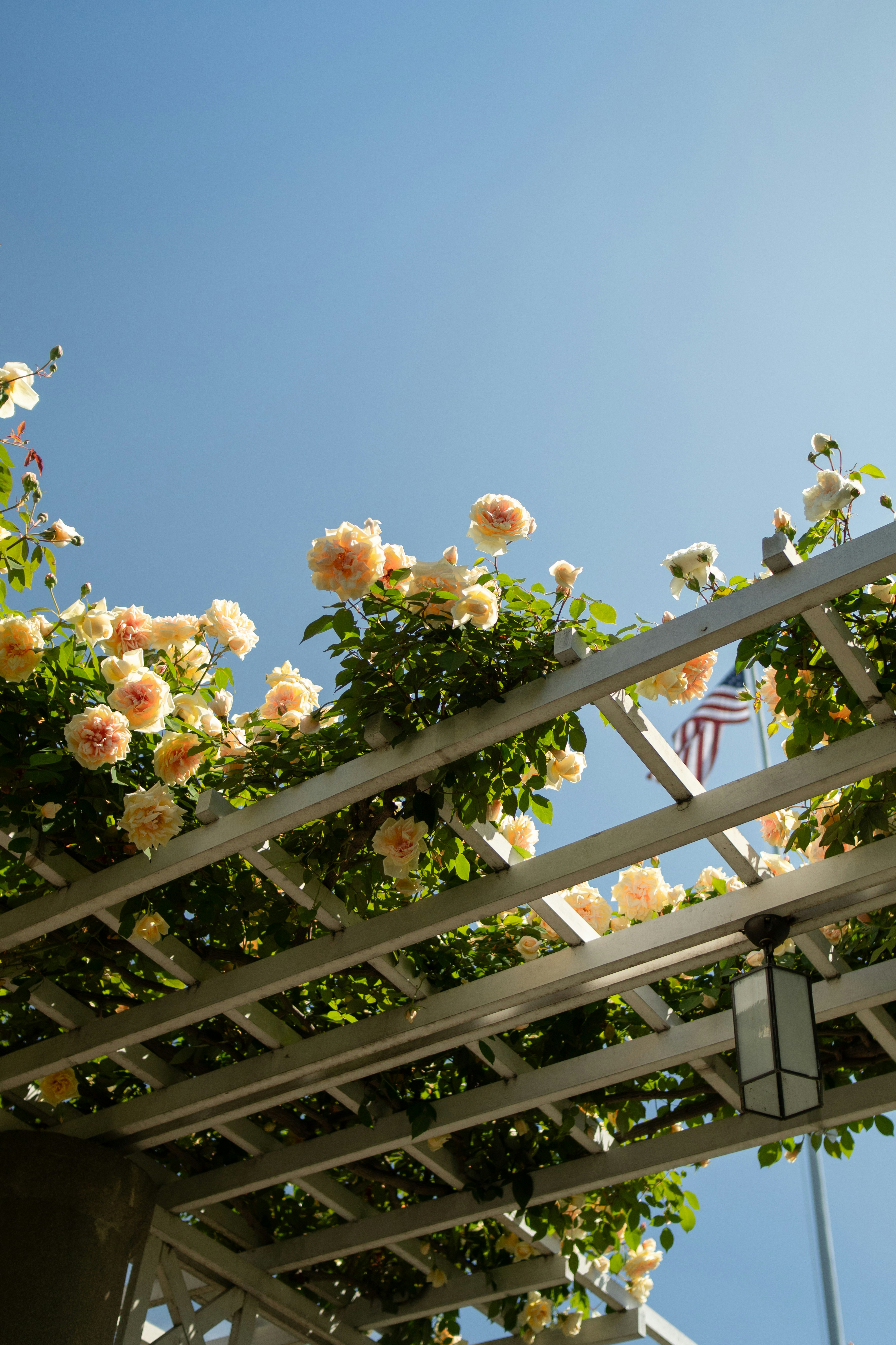 Azure Sky, White Lattice, and Peach Roses: A Climbing Blooms Moment
