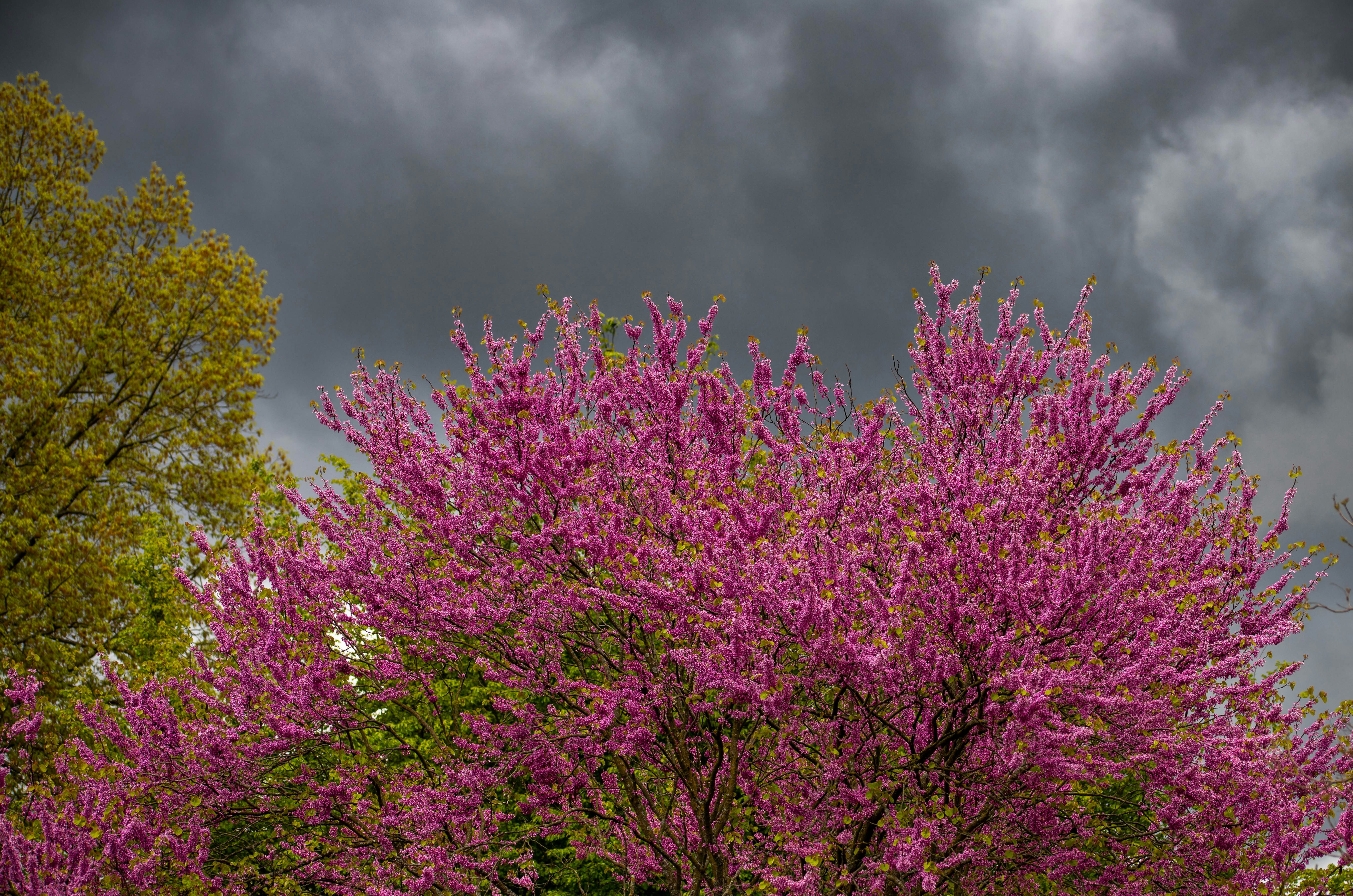 Blossoms Under a Stormy Sky