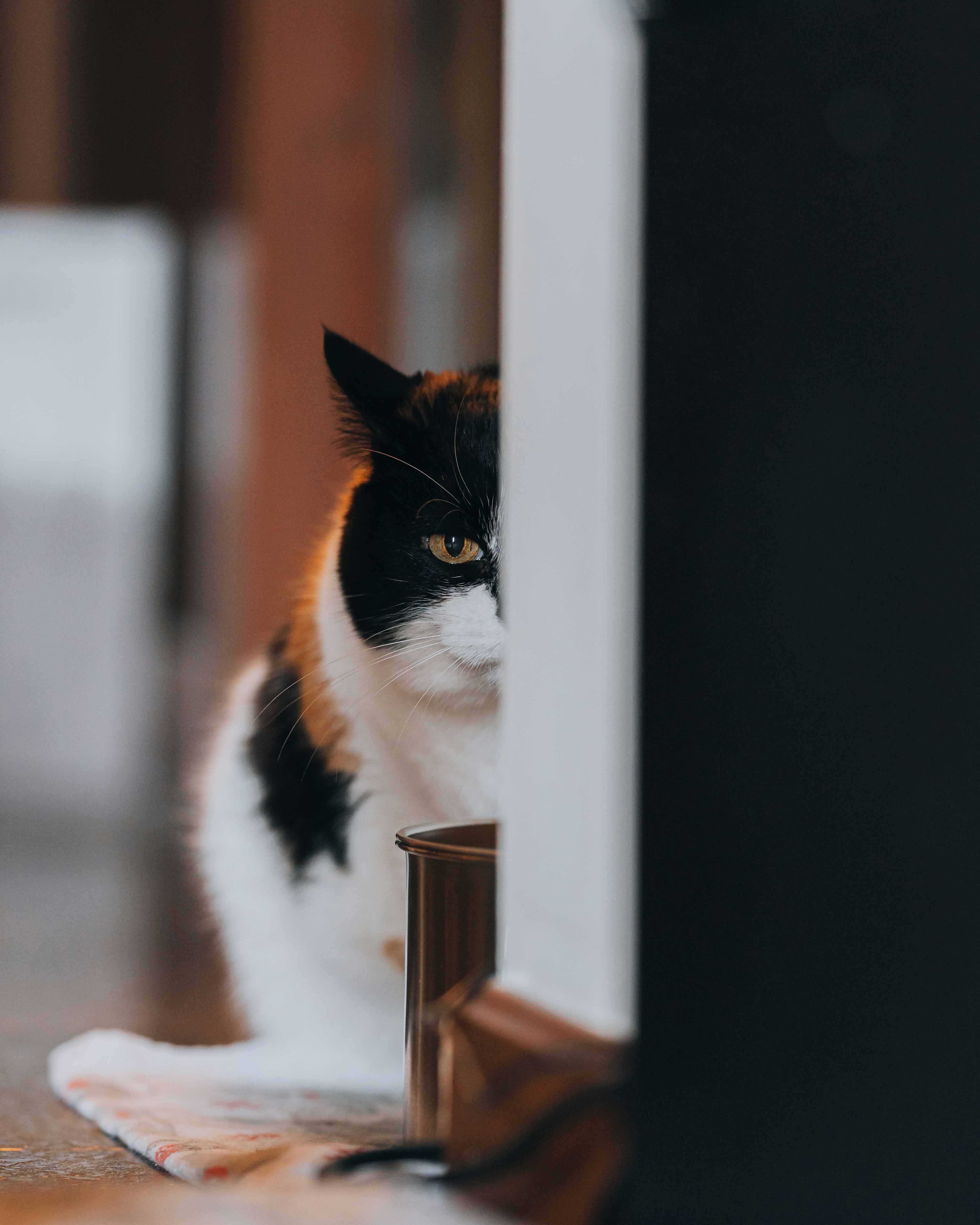 Peek Behind the Doorframe: A Calico Cat's Quiet Gaze