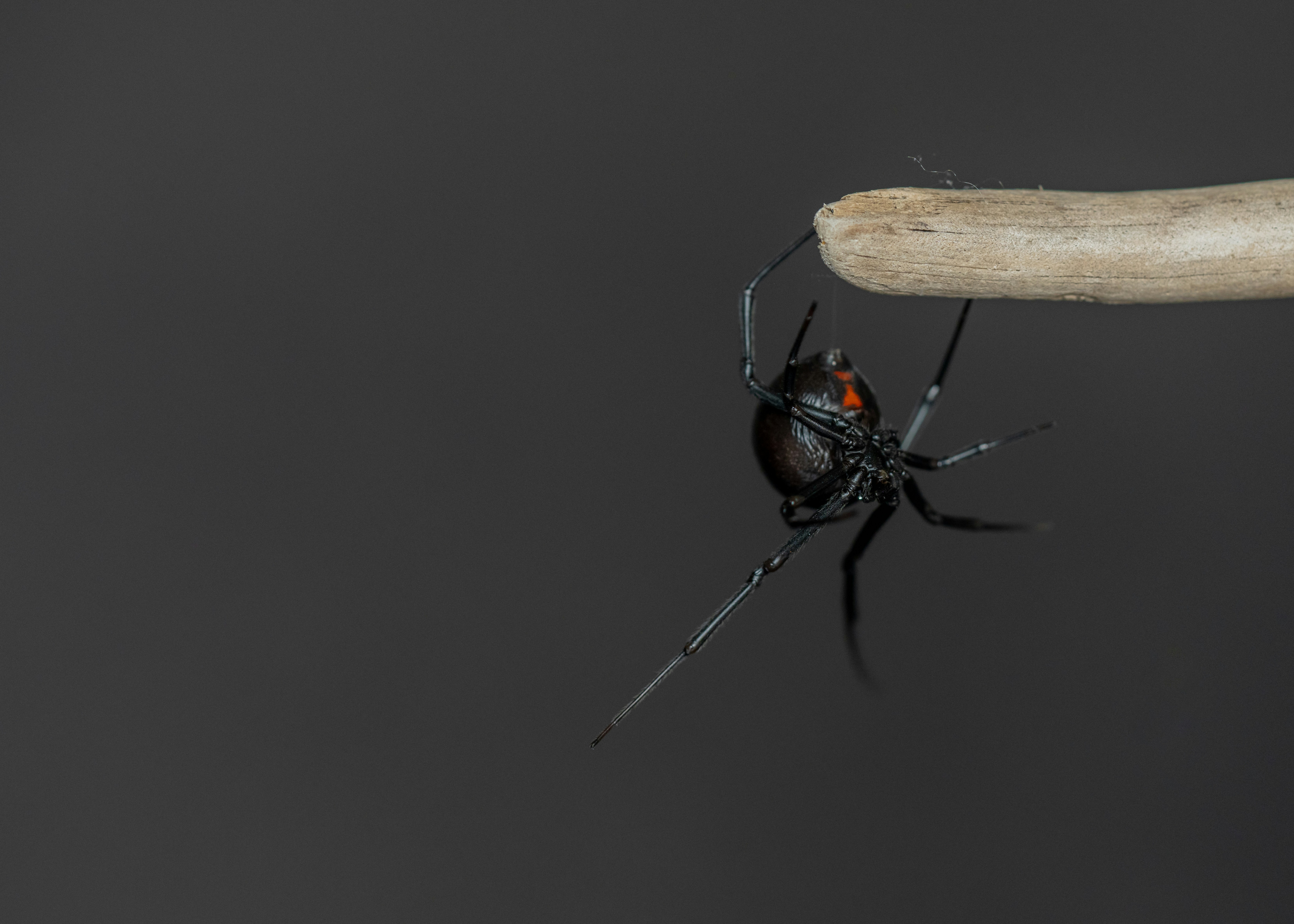 A black widow spider hangs from a wooden stick. photo – Free Image on ...