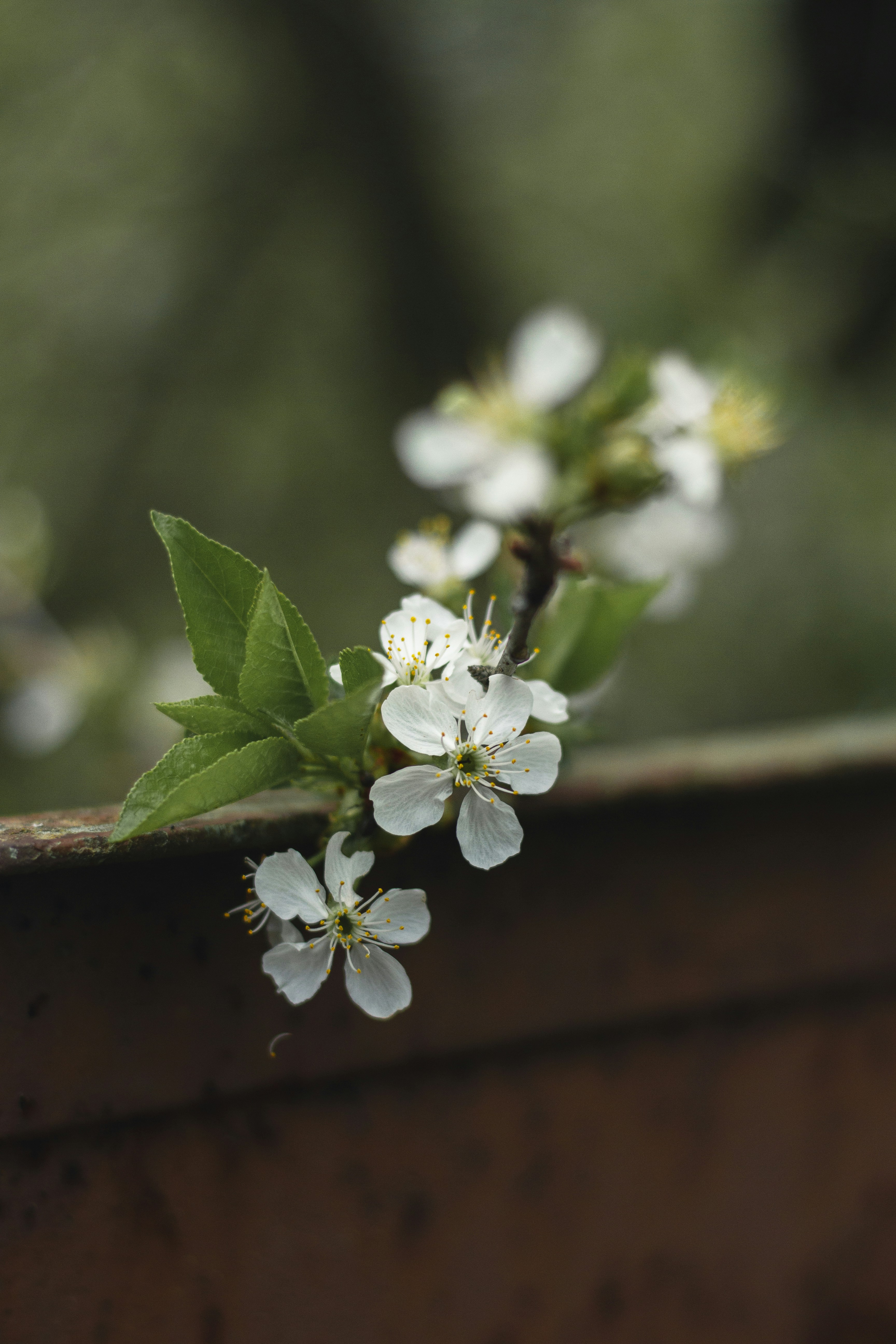 White blossoms tracing a rusted rail in spring light