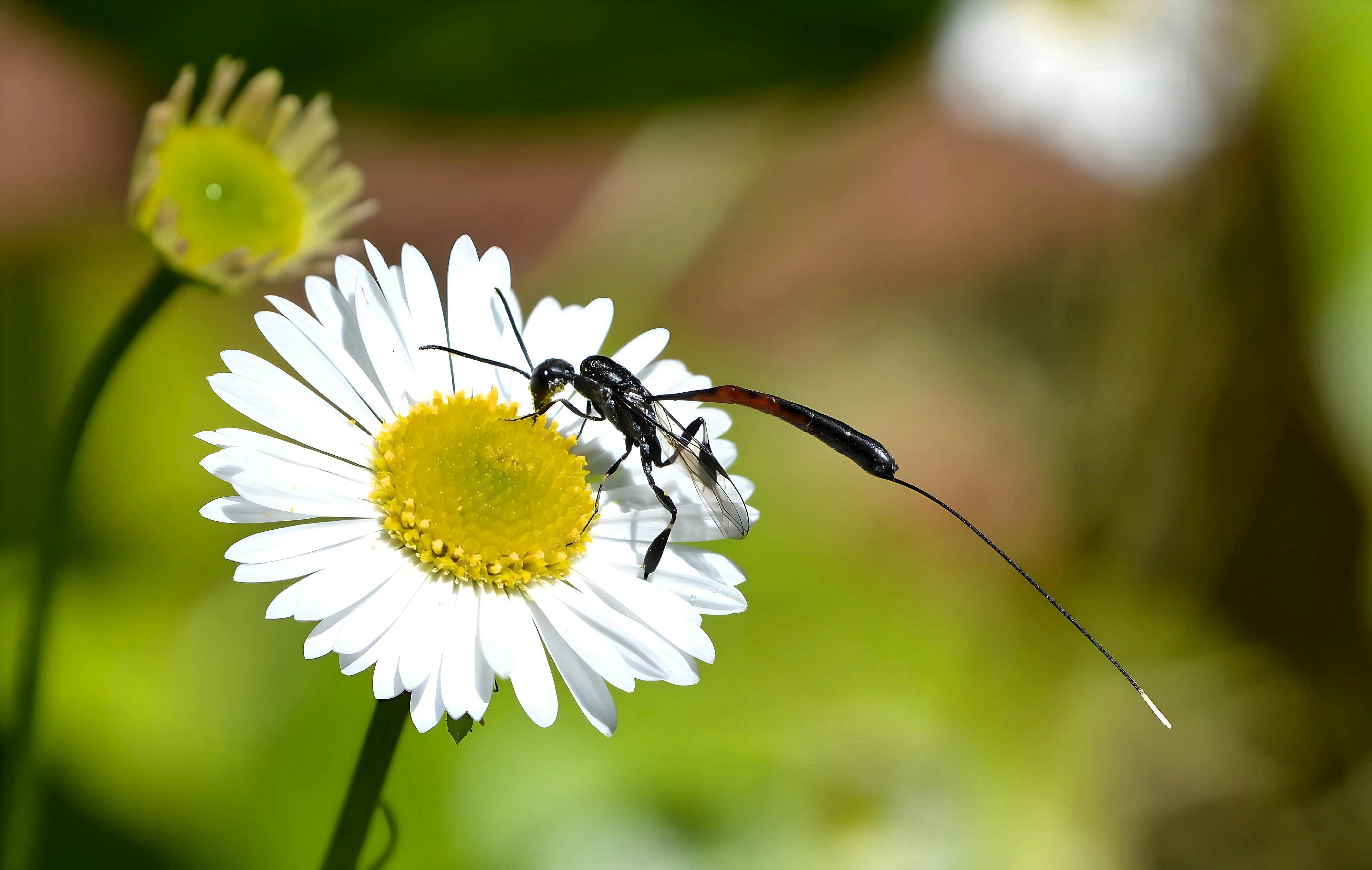 A long-tailed insect lands on a daisy flower. photo – Free United ...