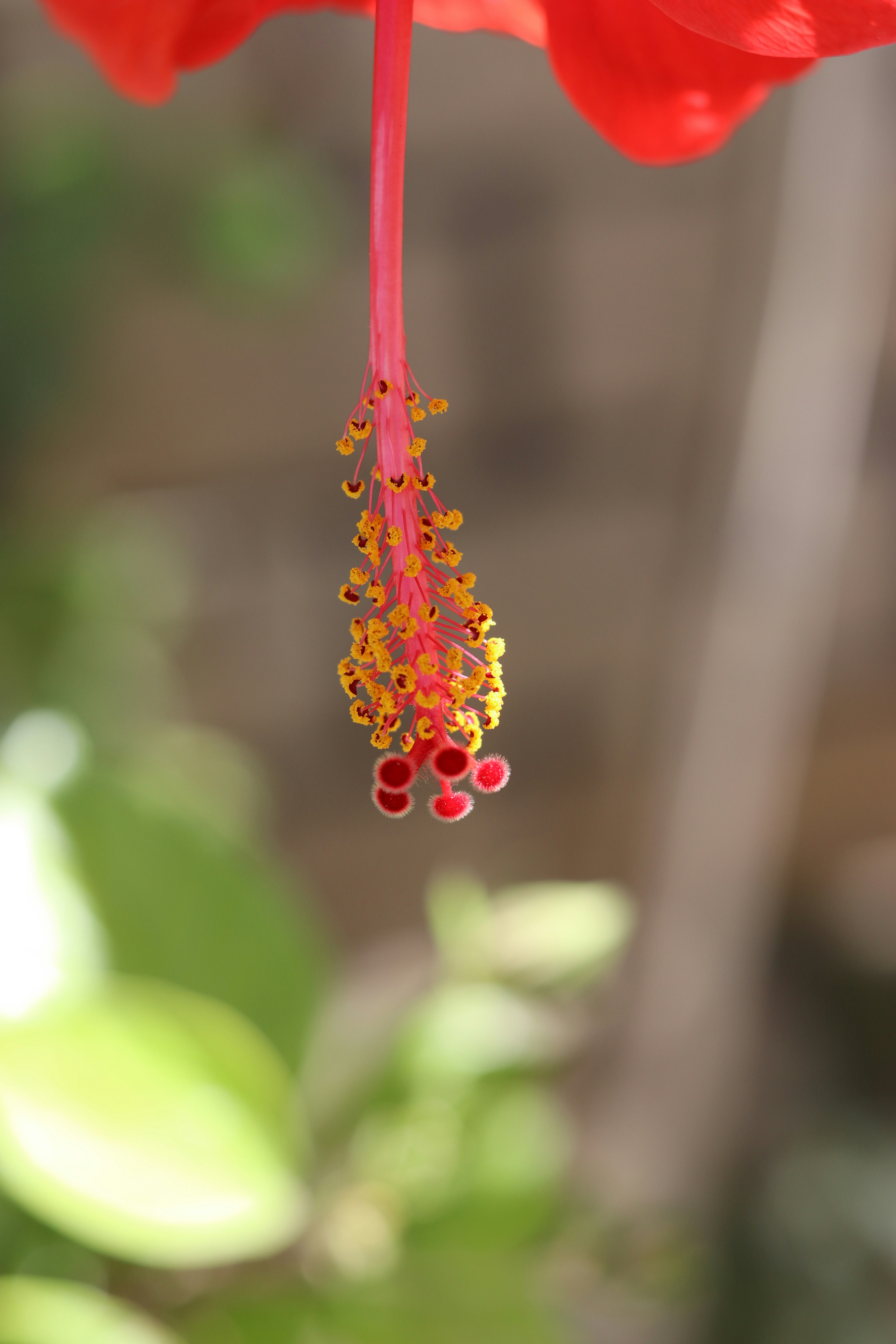 A close-up of a hibiscus flower's reproductive parts. photo – Free ...